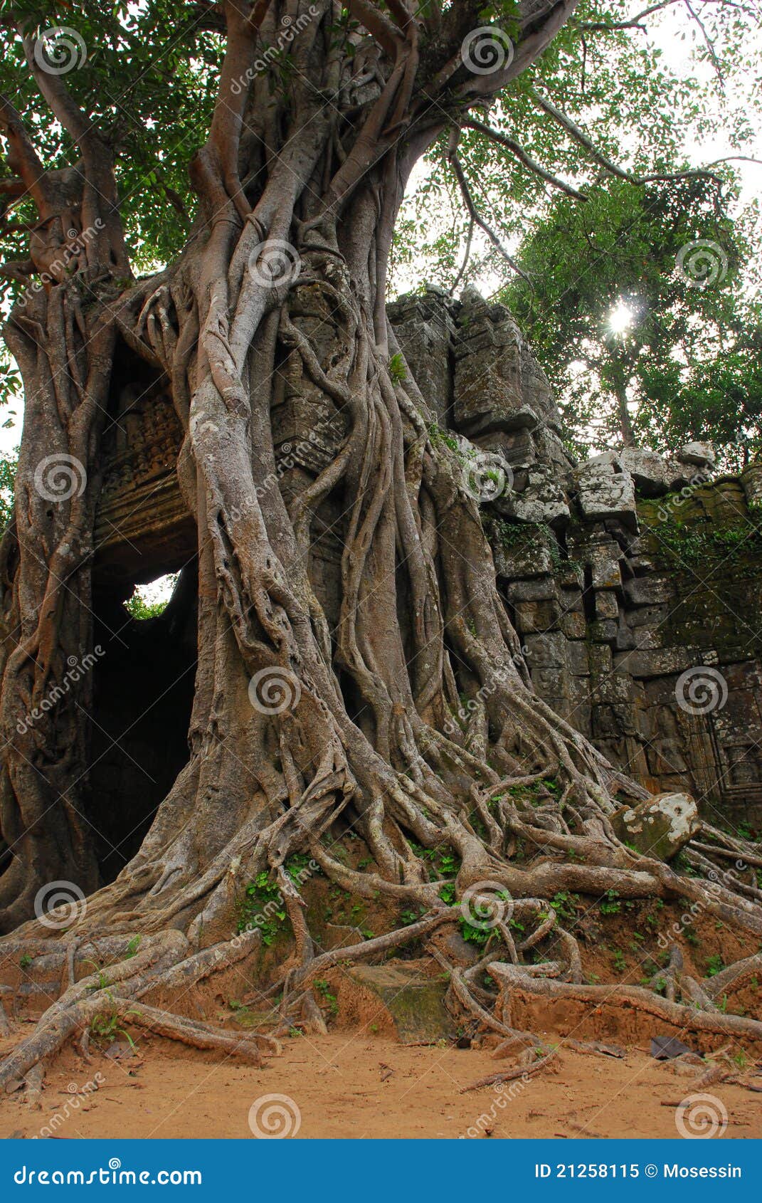 Big tree root stock image. Image of nature, angkor, history - 21258115