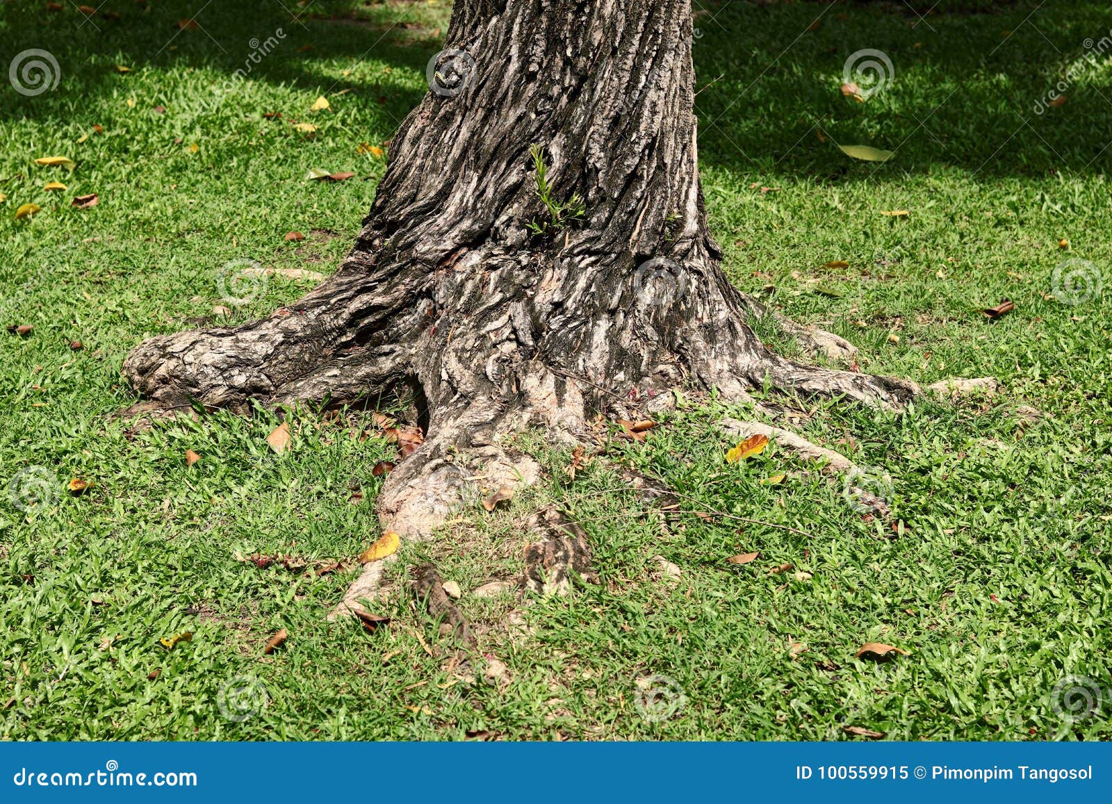 Big tree root stock image. Image of field, growing, ecology - 100559915