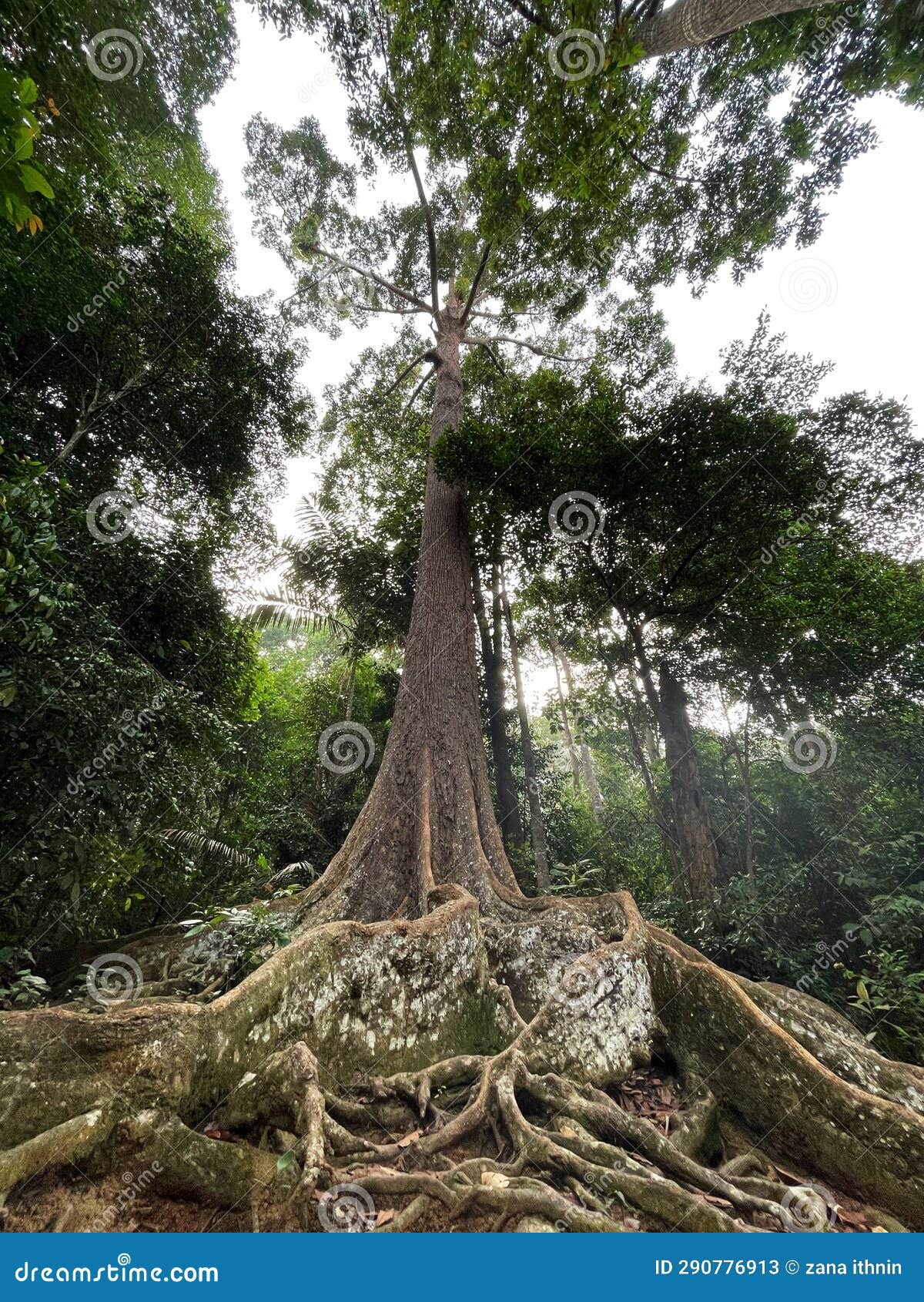 Tree Root Carving Arts And Crafts Editorial Photo | CartoonDealer.com ...