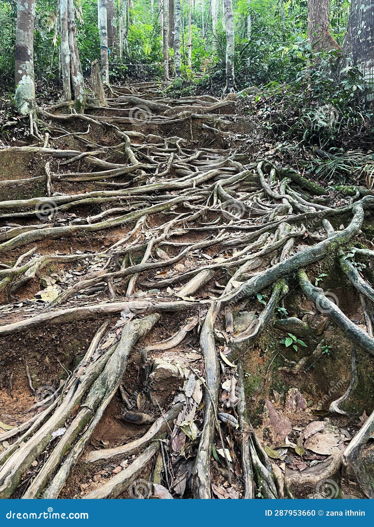 Root editorial image. Image of branches, branch, logo - 287953660
