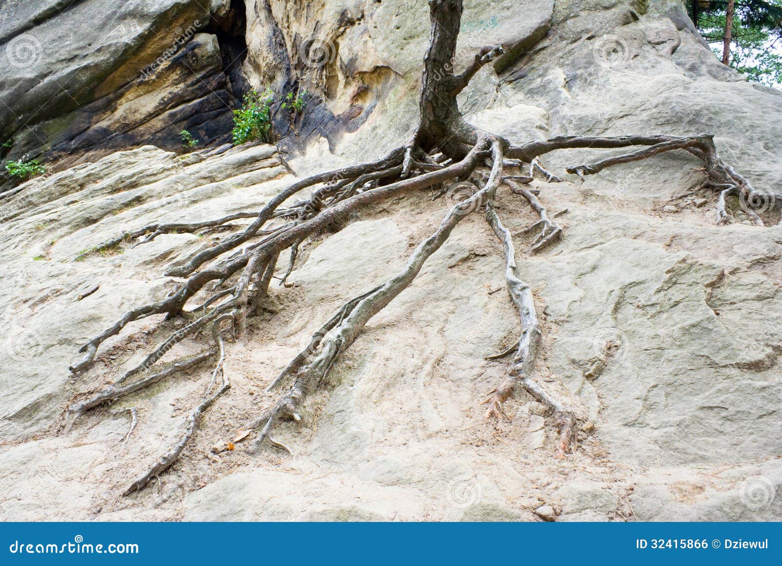 Big tree root stock photo. Image of forest, gardening - 32415866