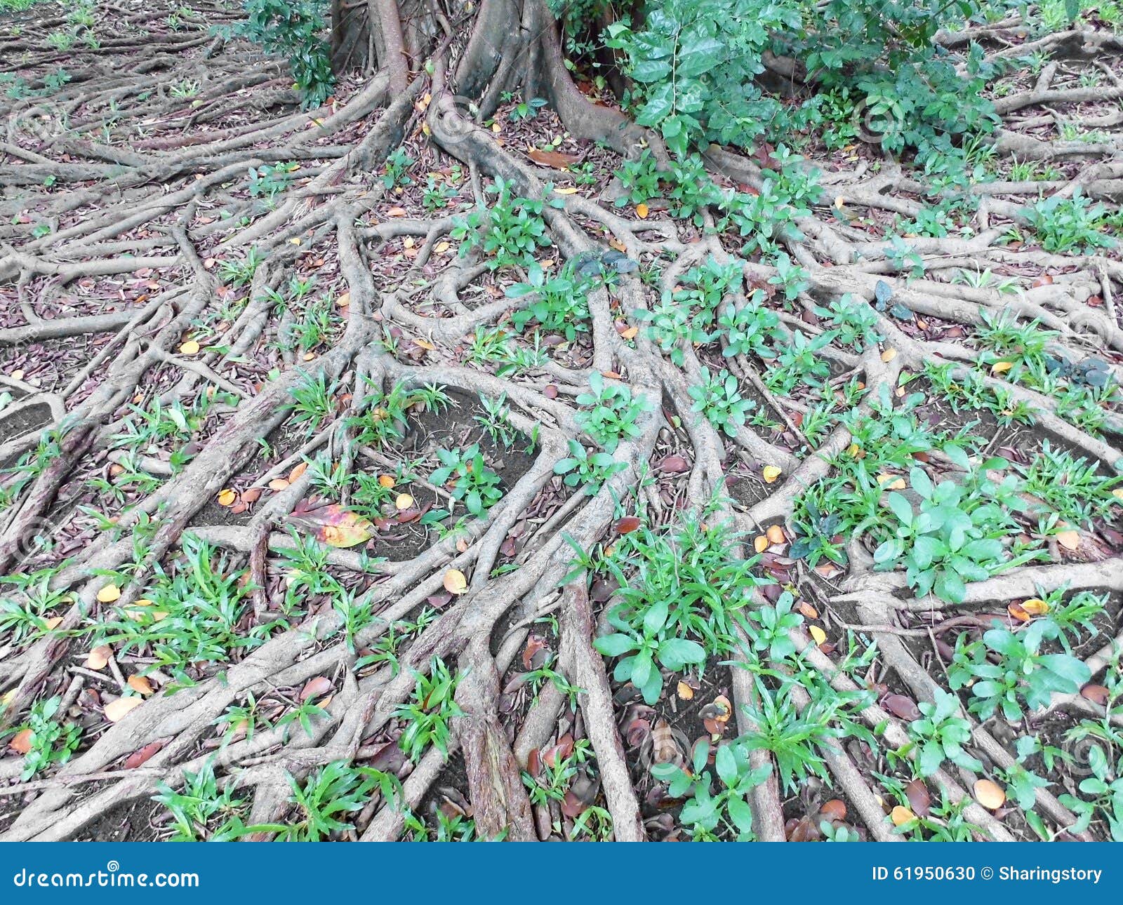 Big tree root stock photo. Image of element, land, organic - 61950630