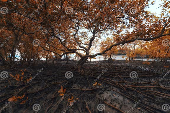 Big Tree Root with Fallen Autumn Leaves Stock Photo - Image of forest ...