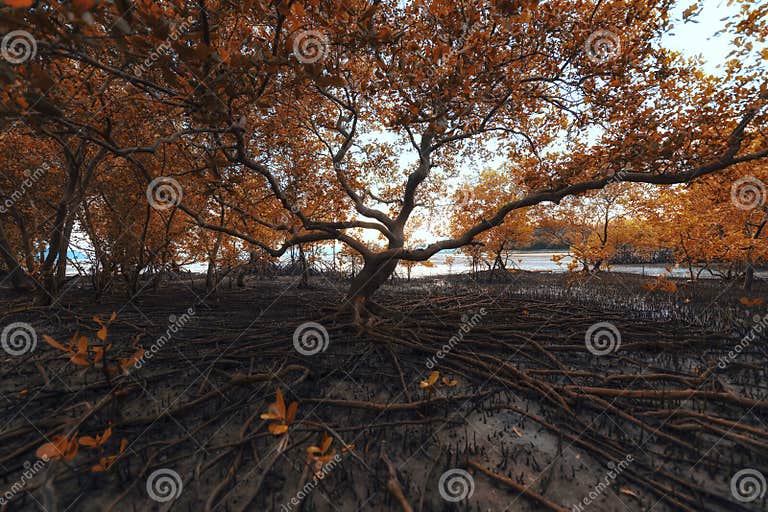 Big Tree Root with Fallen Autumn Leaves Stock Photo - Image of forest ...