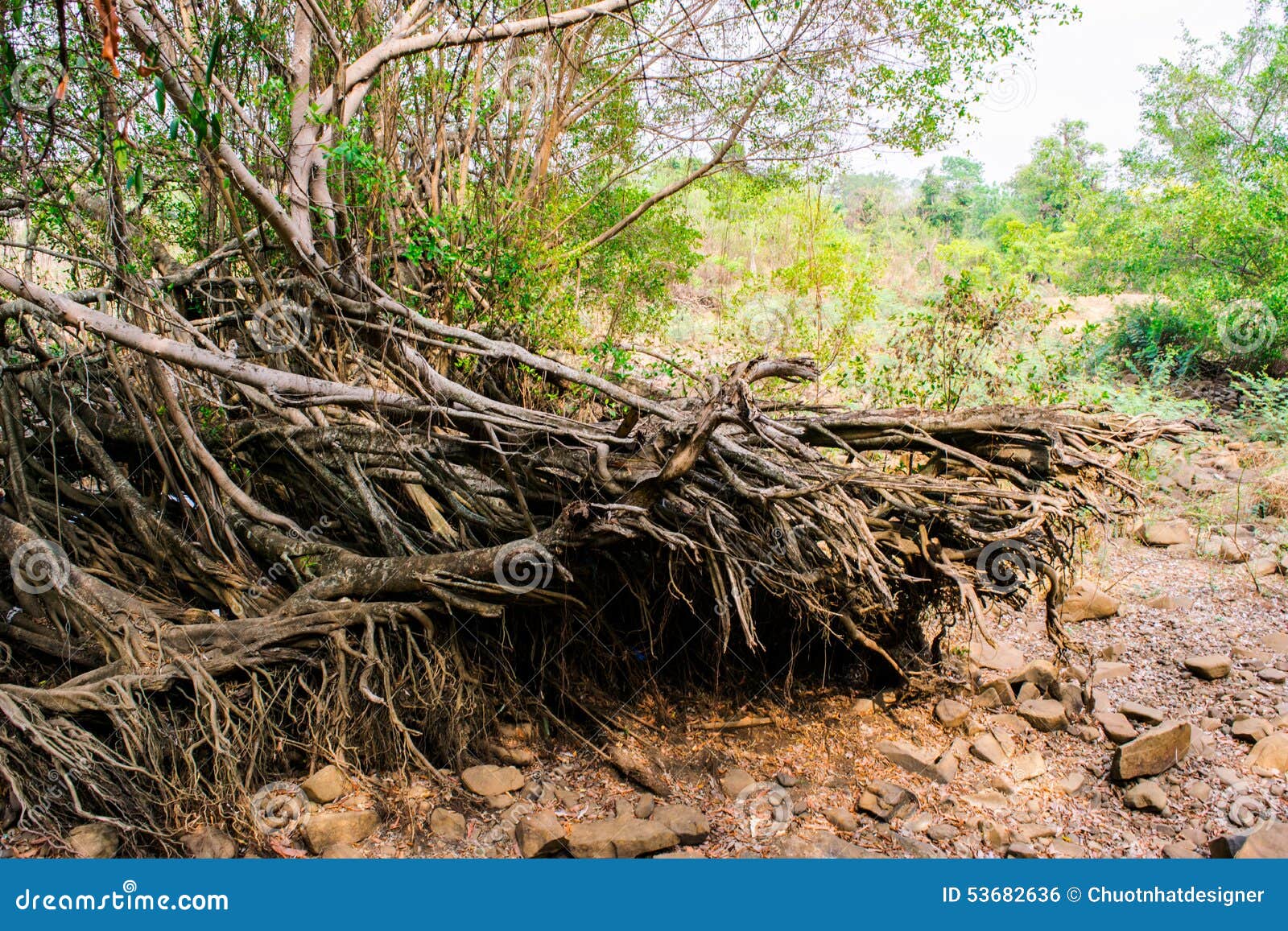 Big tree root stock photo. Image of mature, organic, branch - 53682636