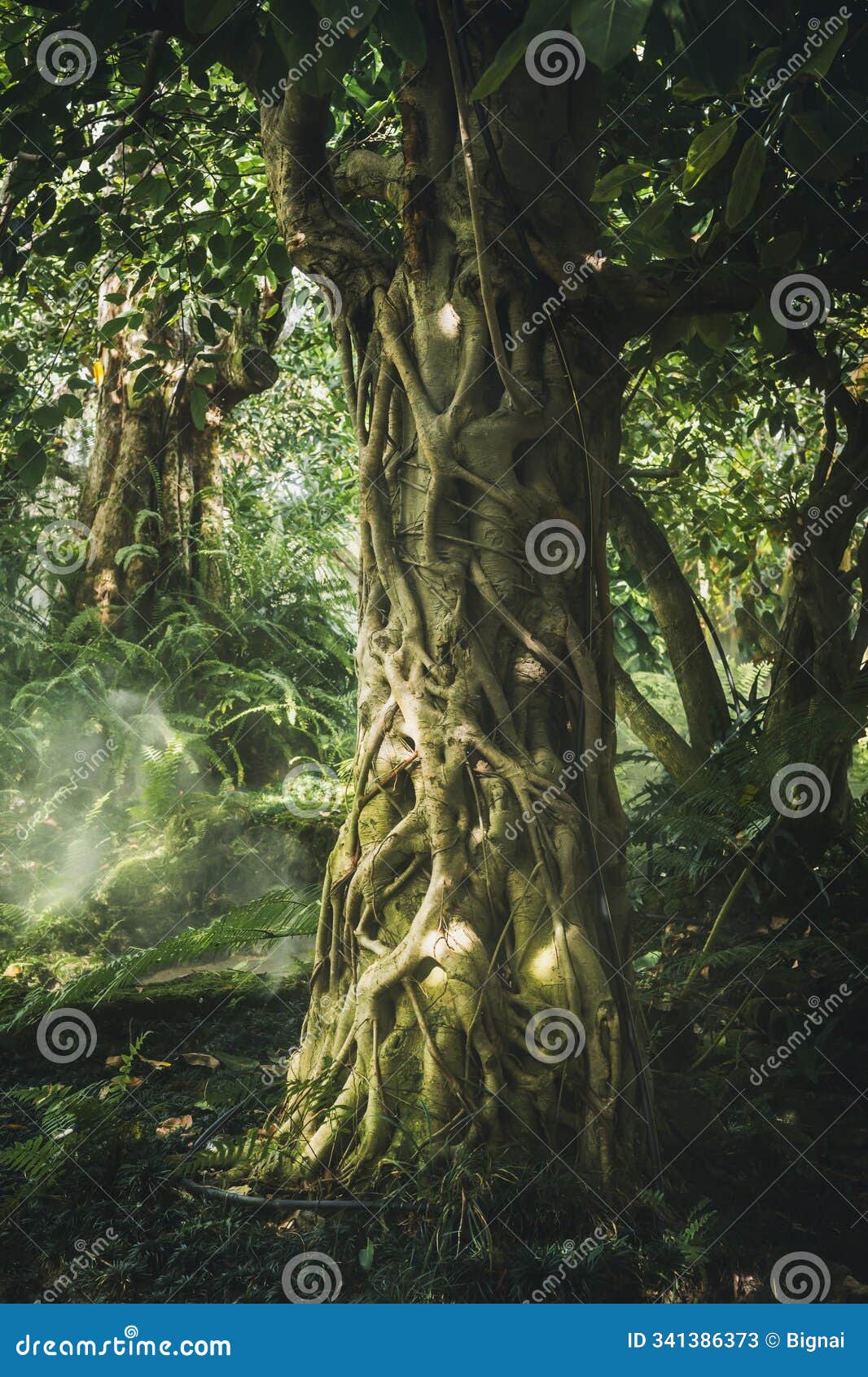 Big Tree with Root in a Green Forest. Stock Image - Image of outdoor ...