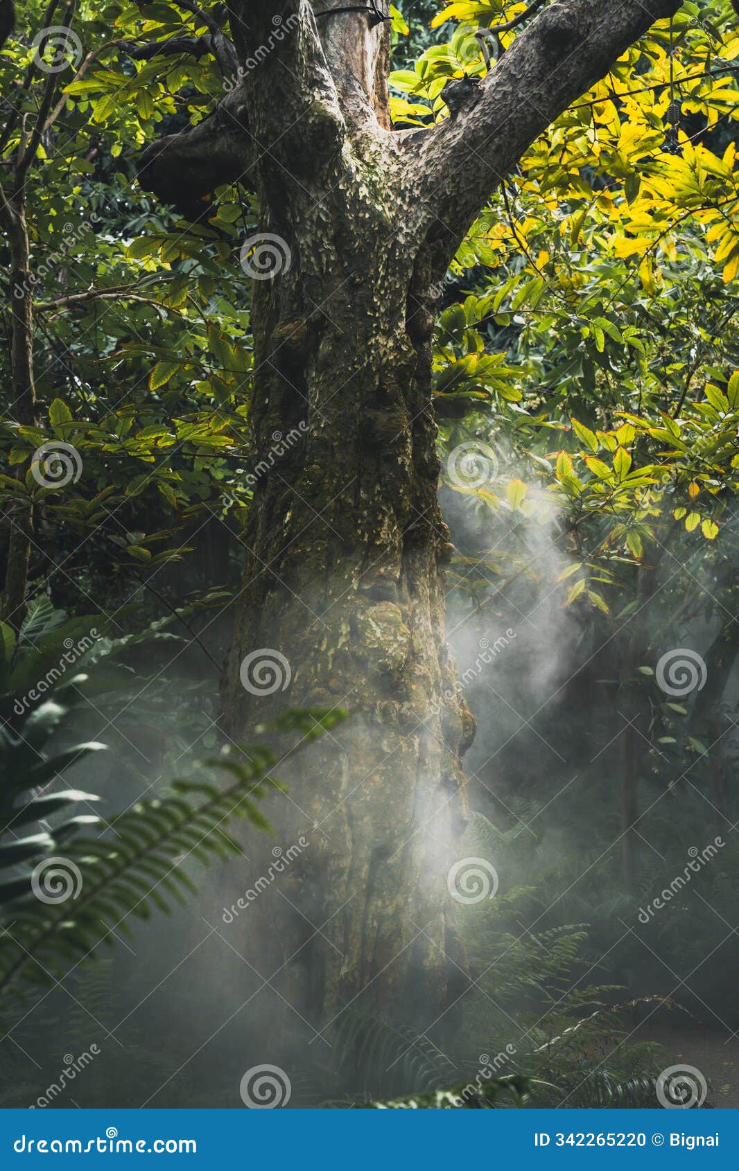 Big Tree with Root in a Green Forest. Stock Photo - Image of beautiful ...