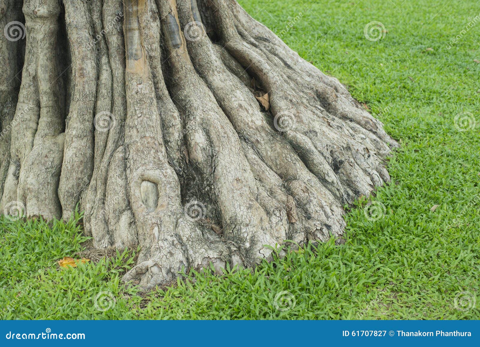 Big tree root stock image. Image of green, branch, ecology - 61707827