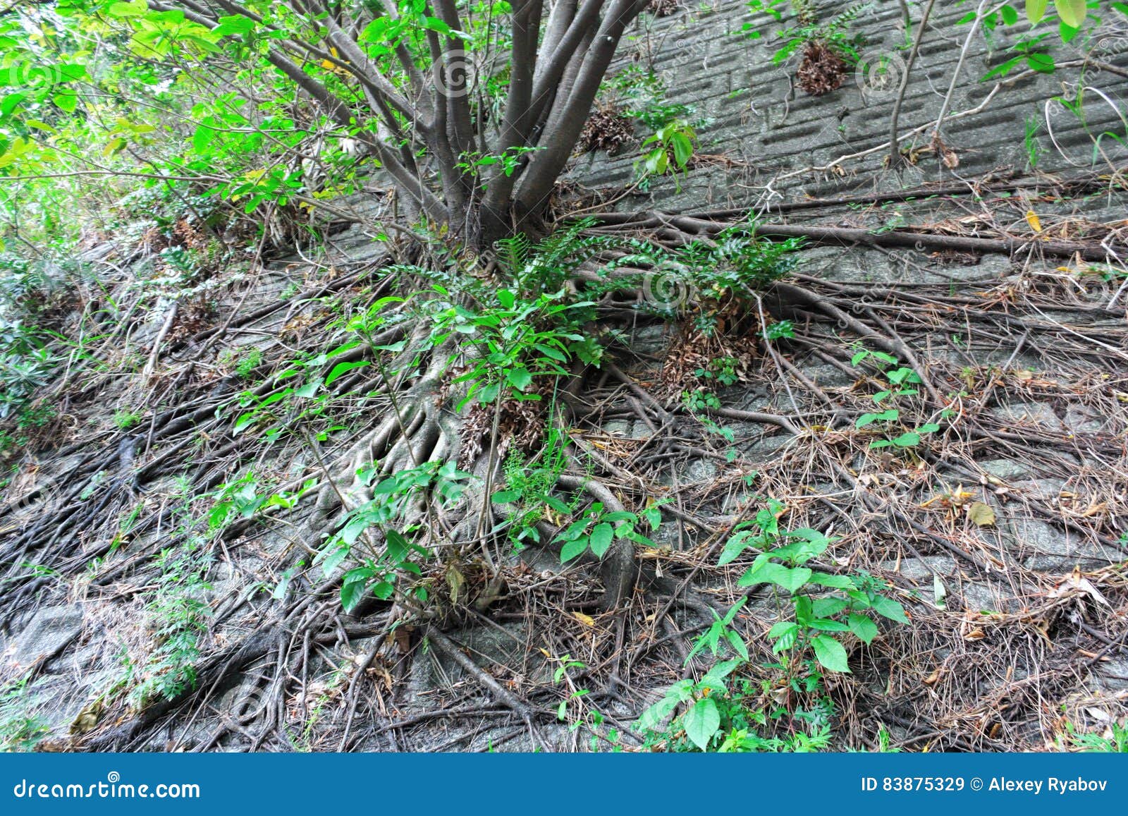 Big tree root stock image. Image of life, branch, agriculture - 83875329