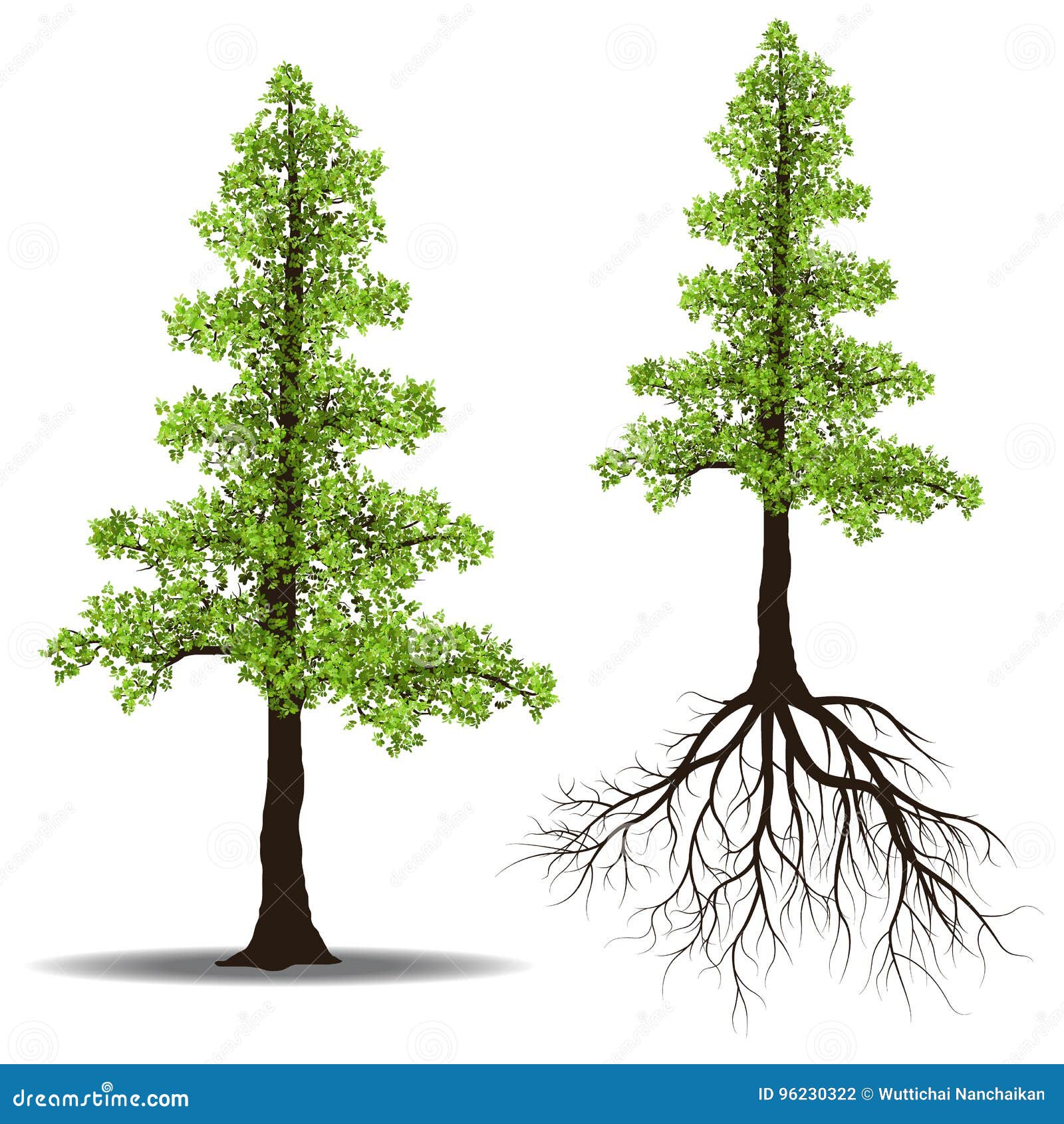 Big tree with root stock vector. Illustration of leaves - 96230322