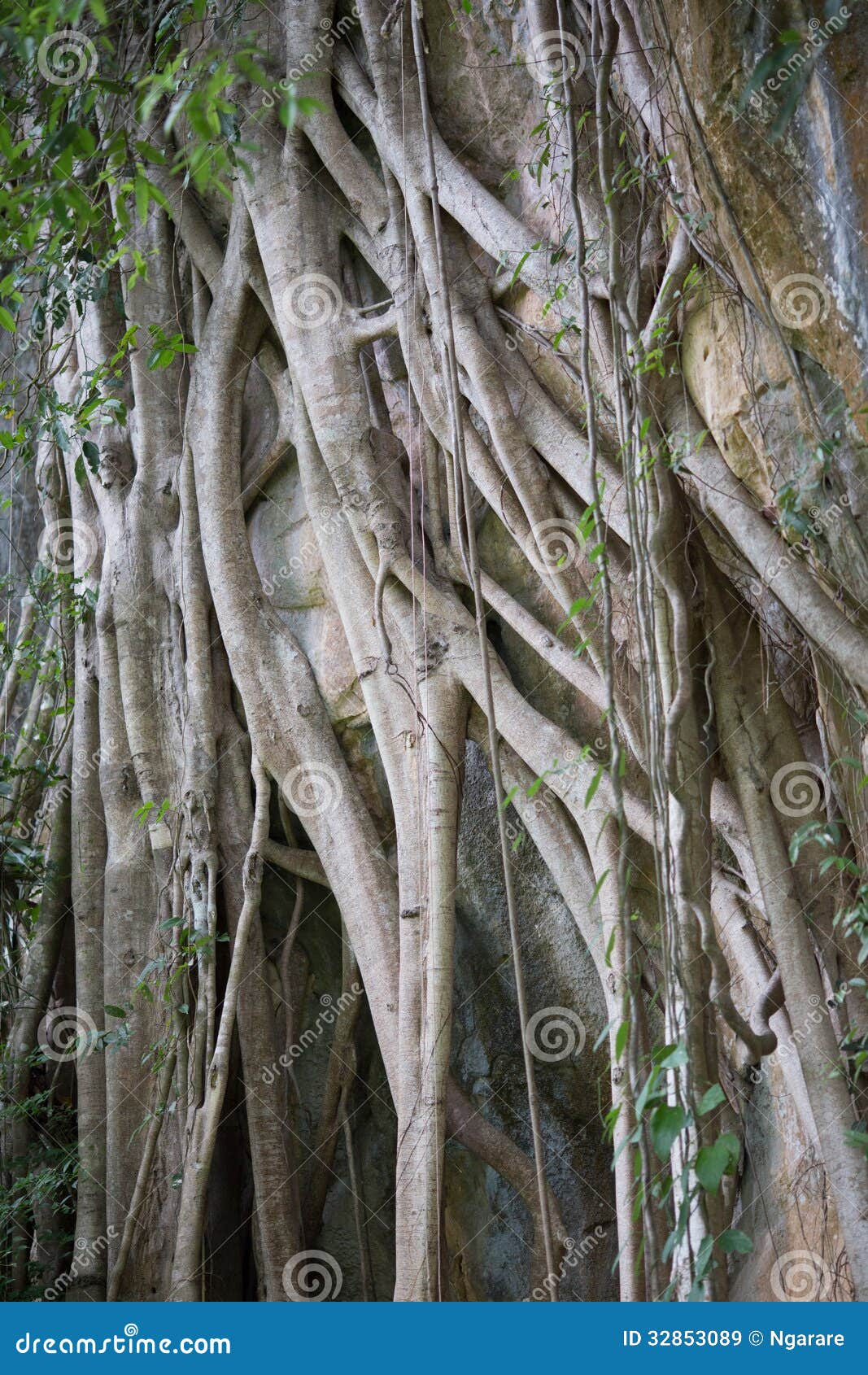 Big Tree Root on Mountain Surface Stock Image - Image of rock, branch ...