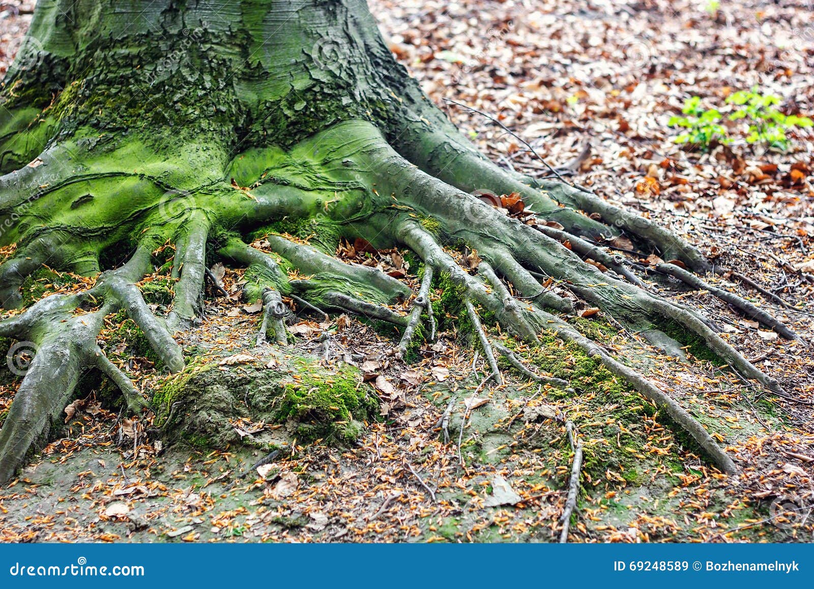 Big tree root stock image. Image of landscape, amazing - 69248589
