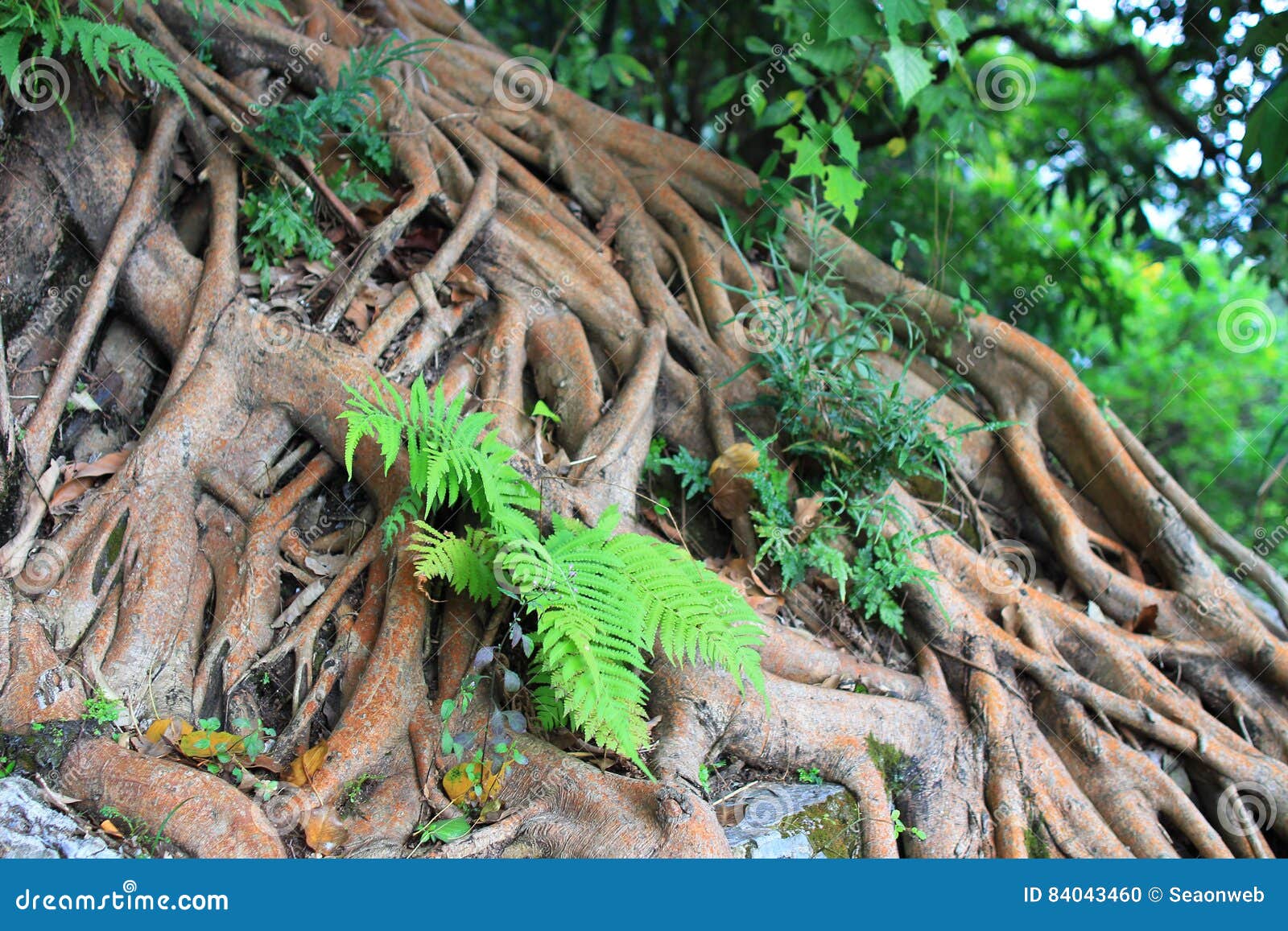 Big tree root at outdoor stock photo. Image of natural - 84043460
