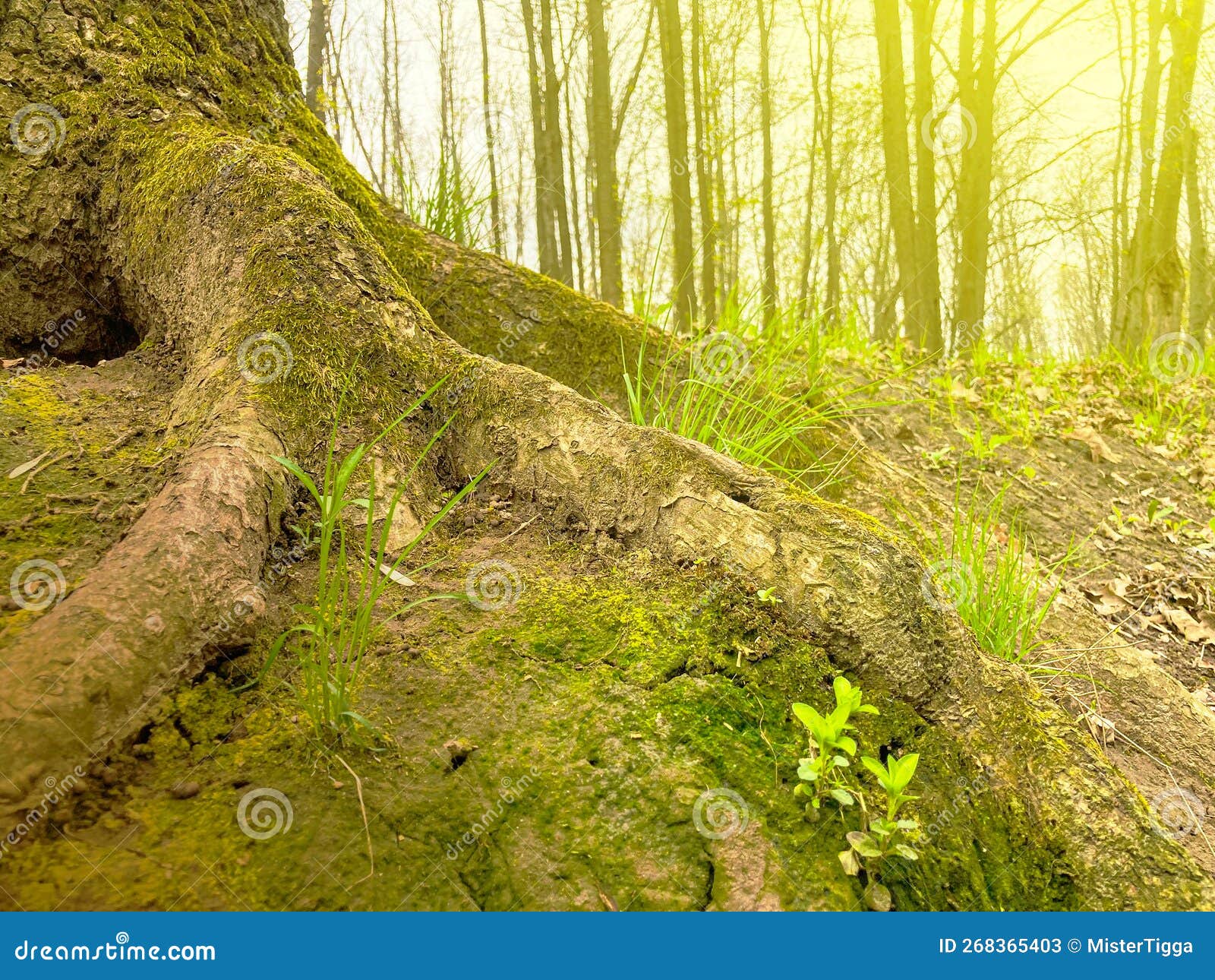 A Big Tree Root Overgrown with Moss at the Wayside. Green Tree Roots ...