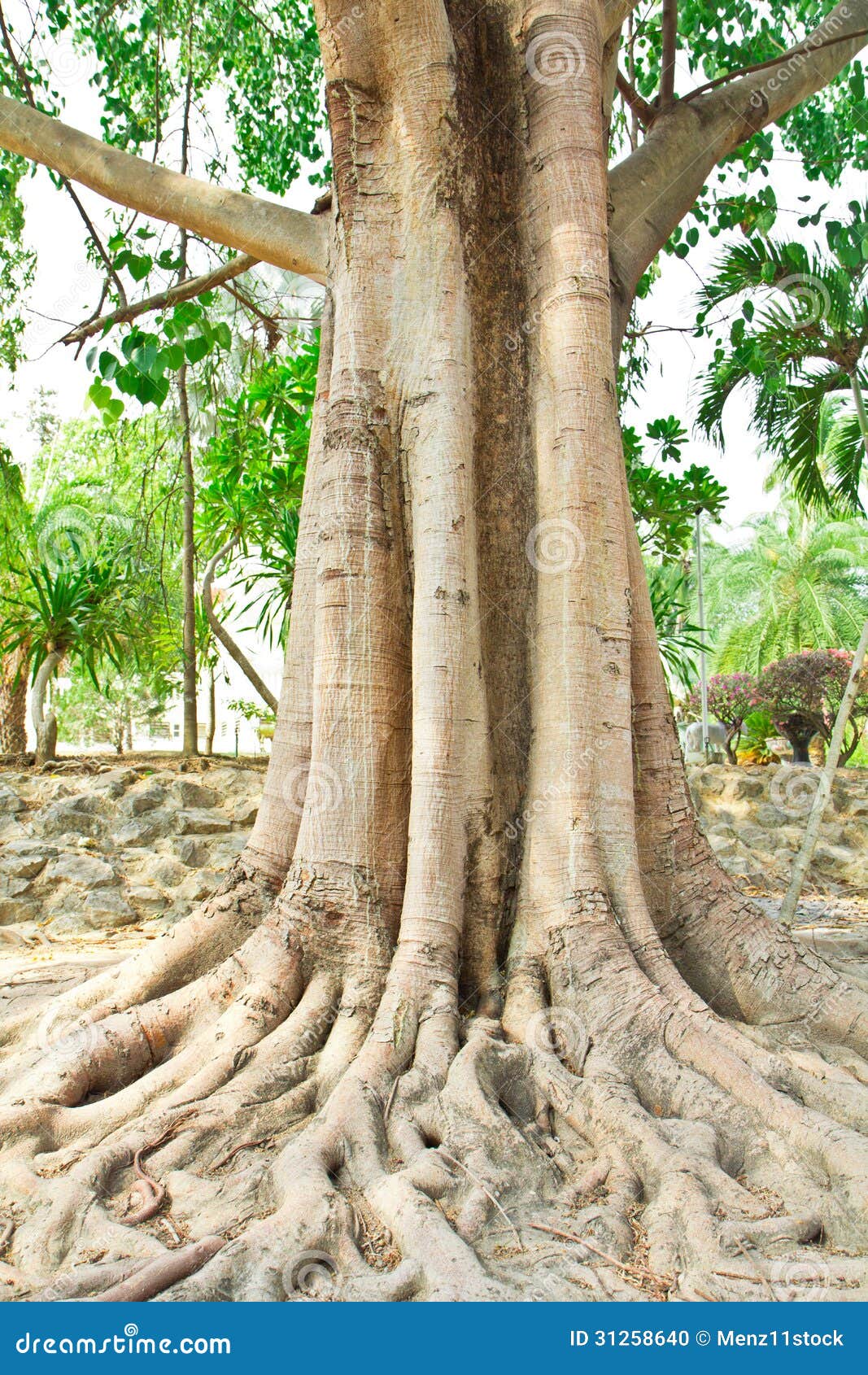 Big tree and root stock photo. Image of grunge, growing - 31258640