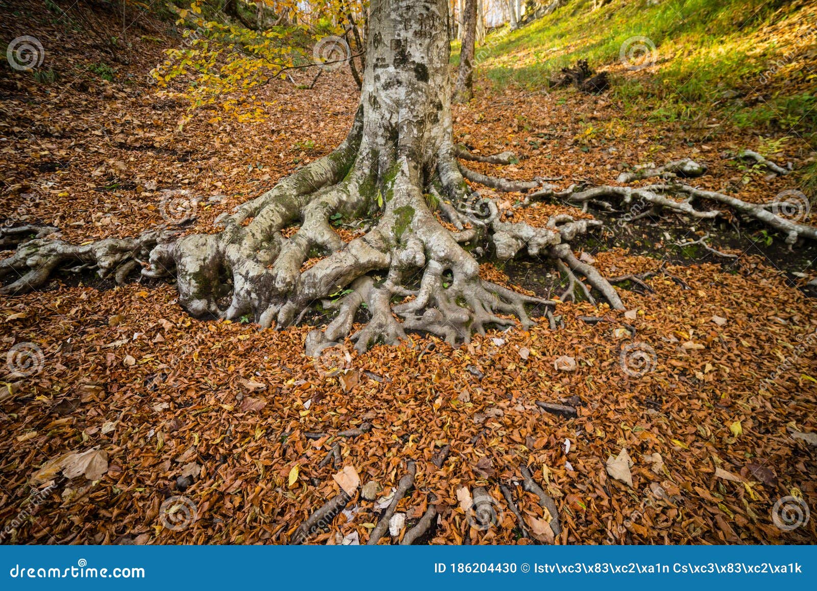 Big tree root stock photo. Image of farm, forest, light - 186204430