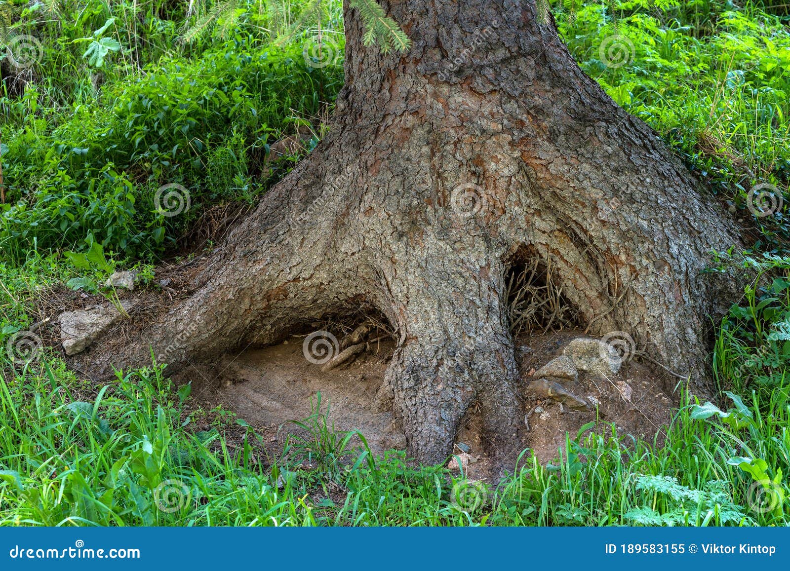 The Root of a Large Tree among Green Grass. Stock Image - Image of dead ...