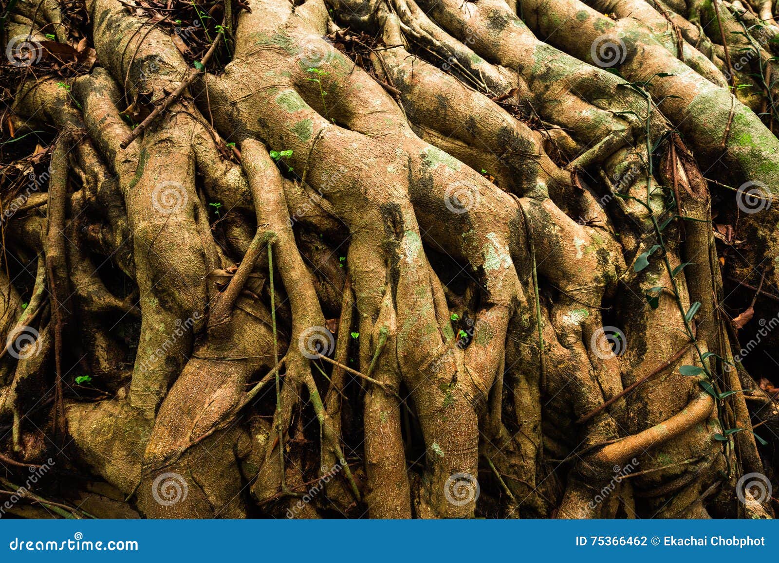 Big tree root stock photo. Image of scenery, foliage - 75366462