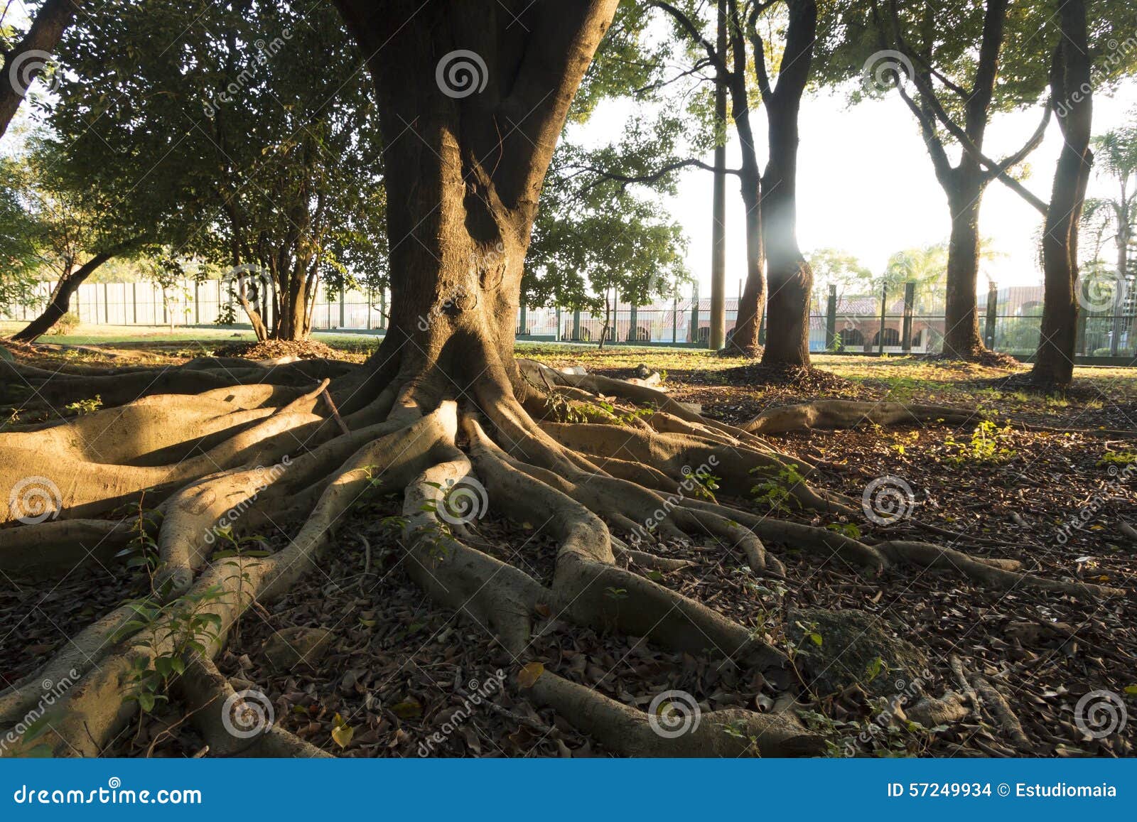 Big tree root stock photo. Image of leaf, roots, brazil - 57249934