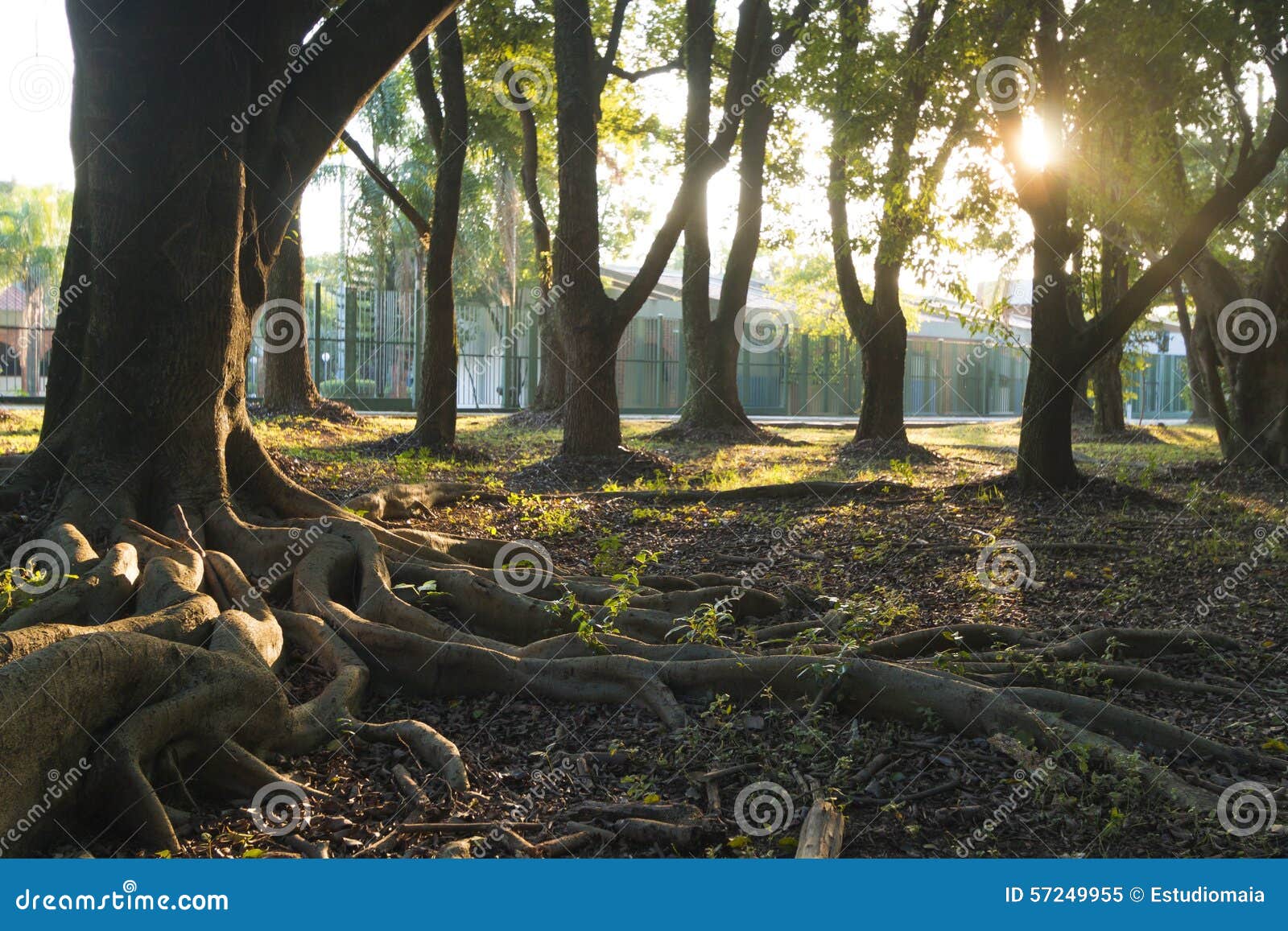 Big tree root stock image. Image of brasil, mist, park - 57249955