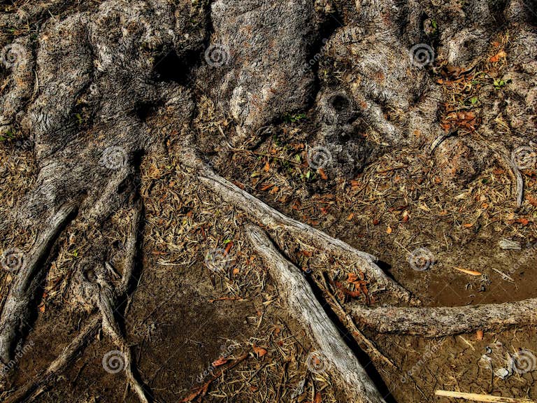 Big Tree Root Texture Background Stock Image - Image of bark, grunge ...