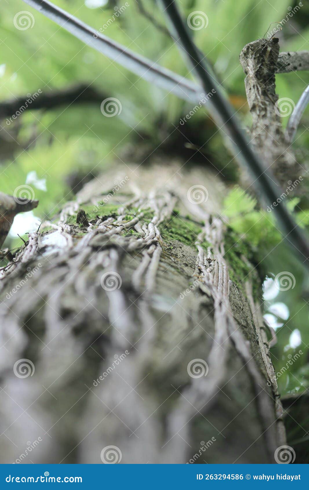 Big tree roots stock photo. Image of roots, jungle, roors - 263294586