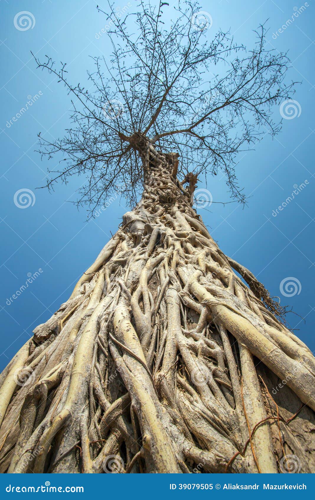 Big tree with roots stock image. Image of trees, summer - 39079505