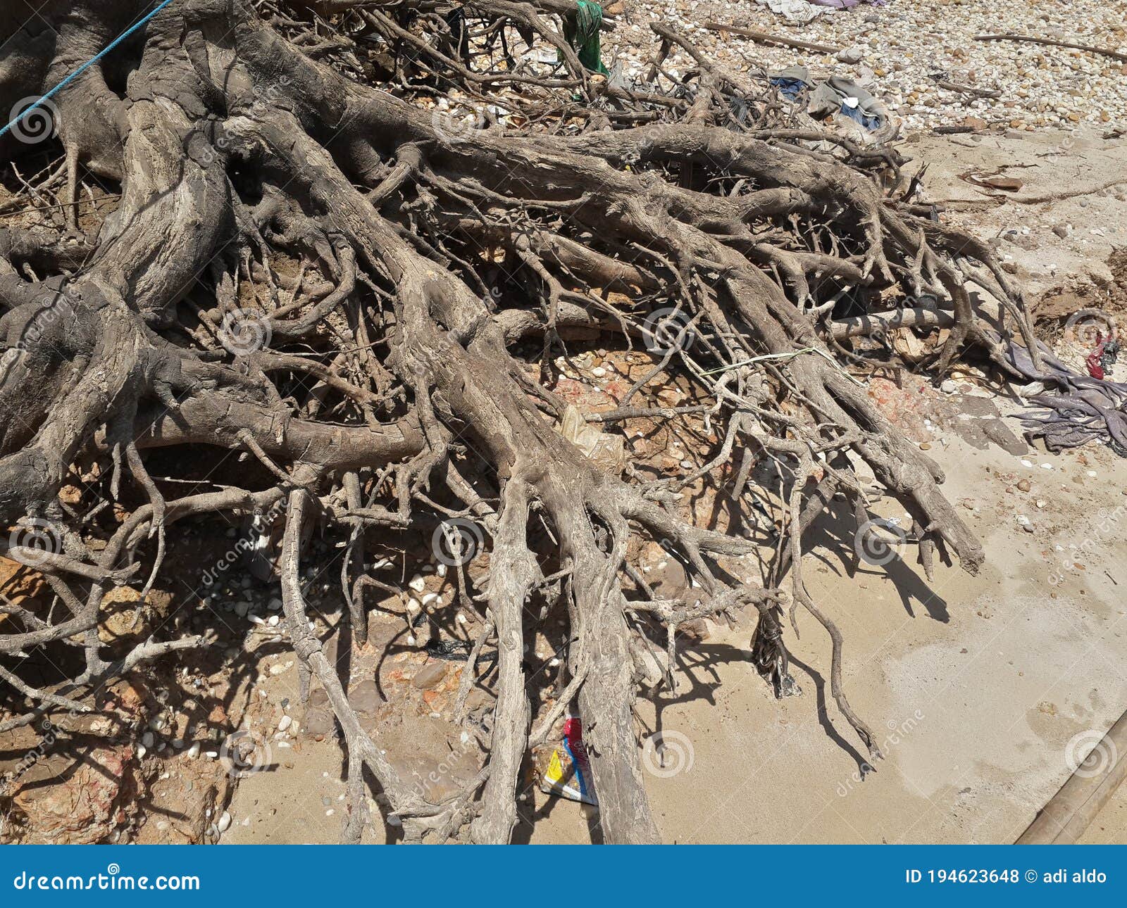 The big tree roots stock photo. Image of spring, twig - 194623648