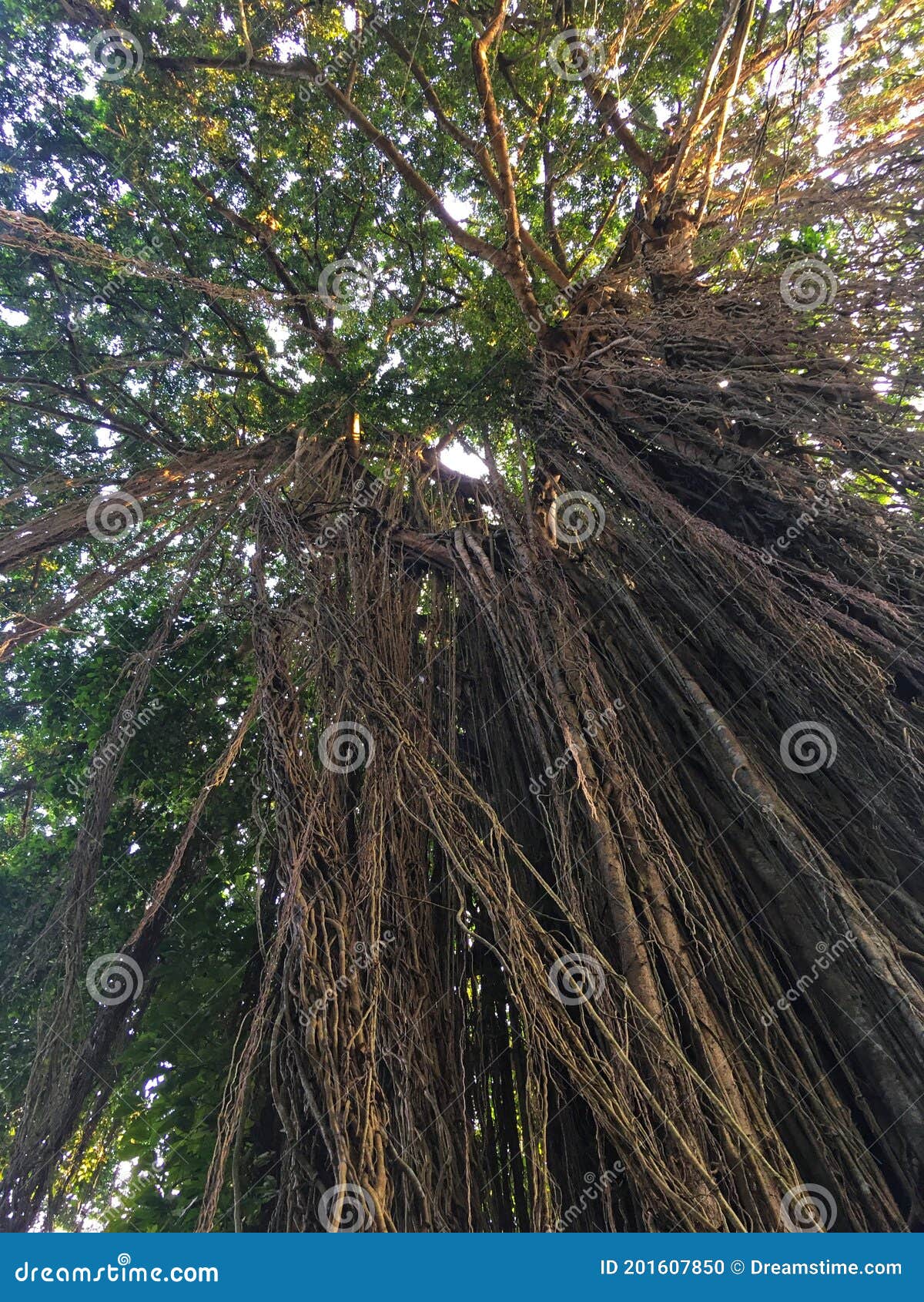 Big tree with roots stock photo. Image of tree, sunlight - 201607850