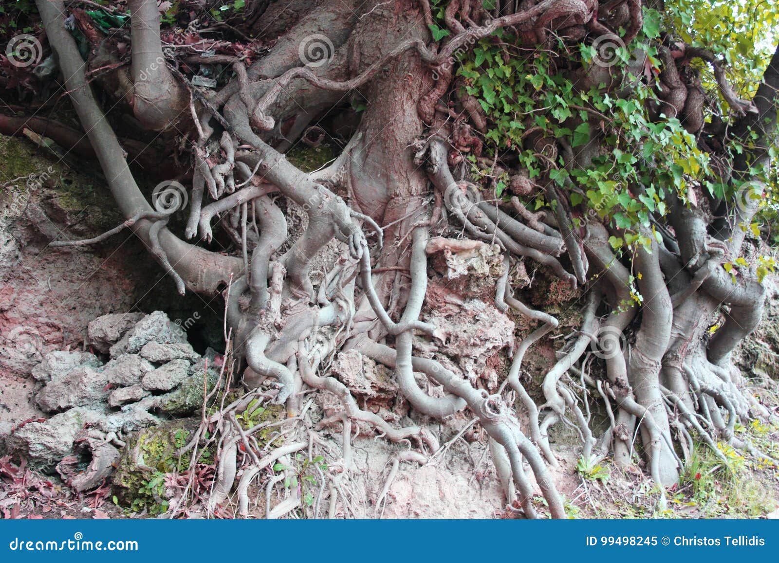 Big tree roots stock image. Image of luxuriant, green - 99498245