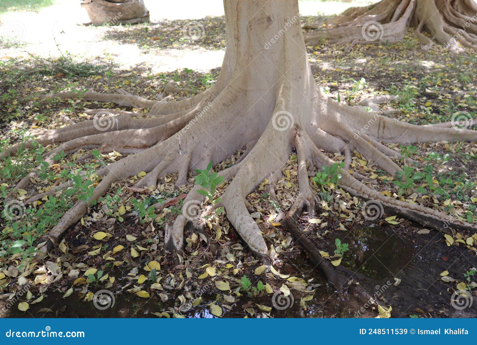 Big Tree Roots in Botanical Garden in Aswan Stock Image - Image of ...