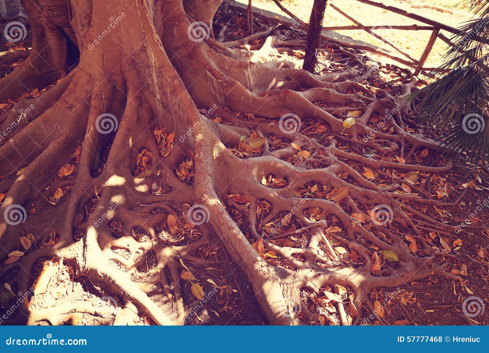 Big tree roots stock photo. Image of background, branch - 57777468