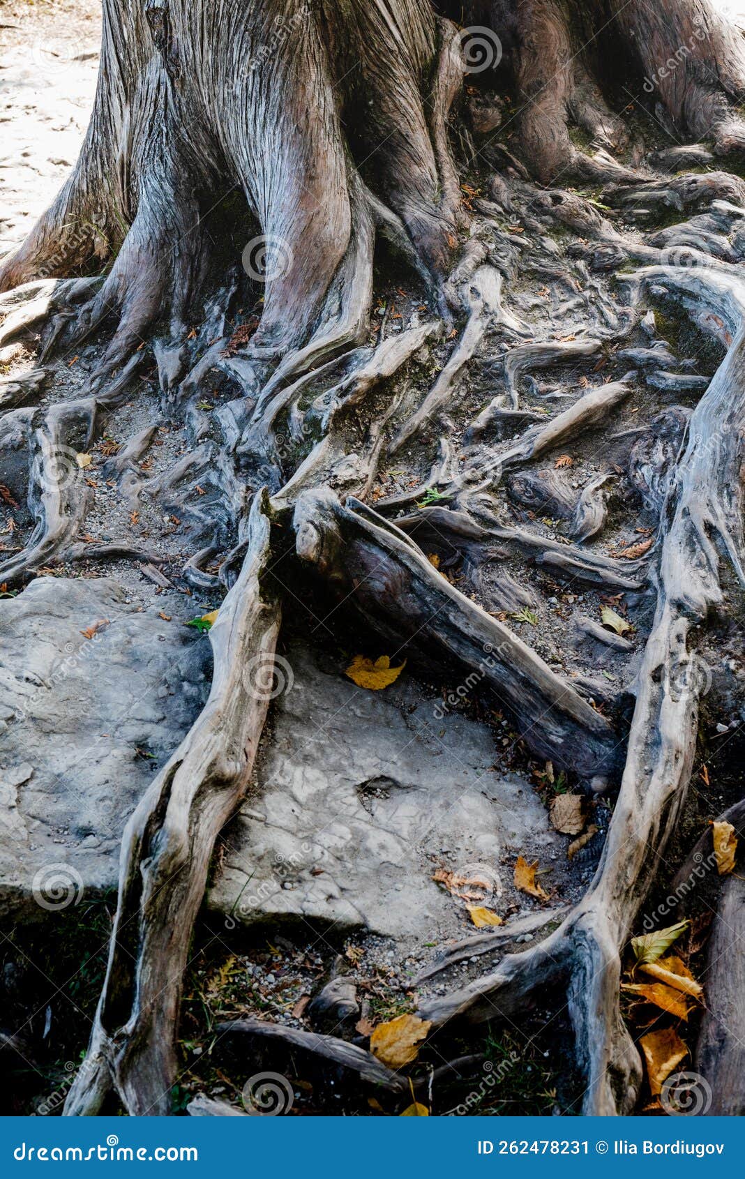 Big tree roots stock image. Image of rock, leaf, roots - 262478231