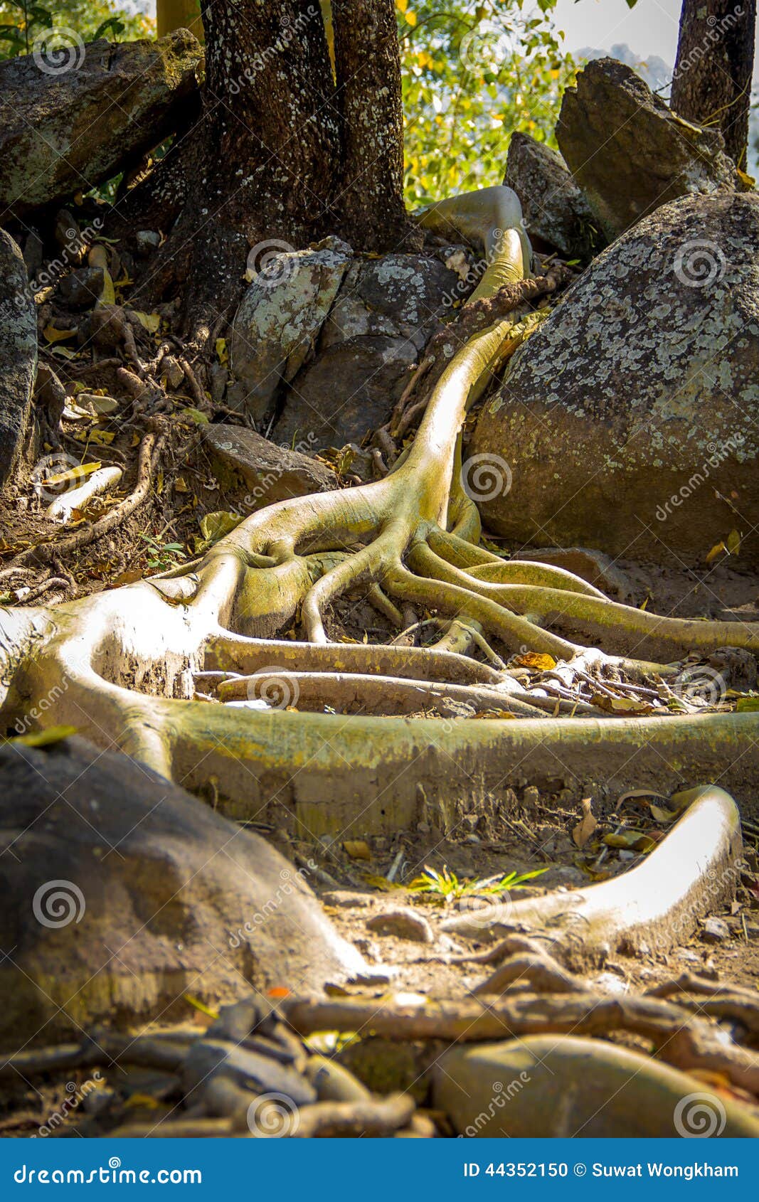 Big tree roots stock photo. Image of natural, rays, long - 44352150