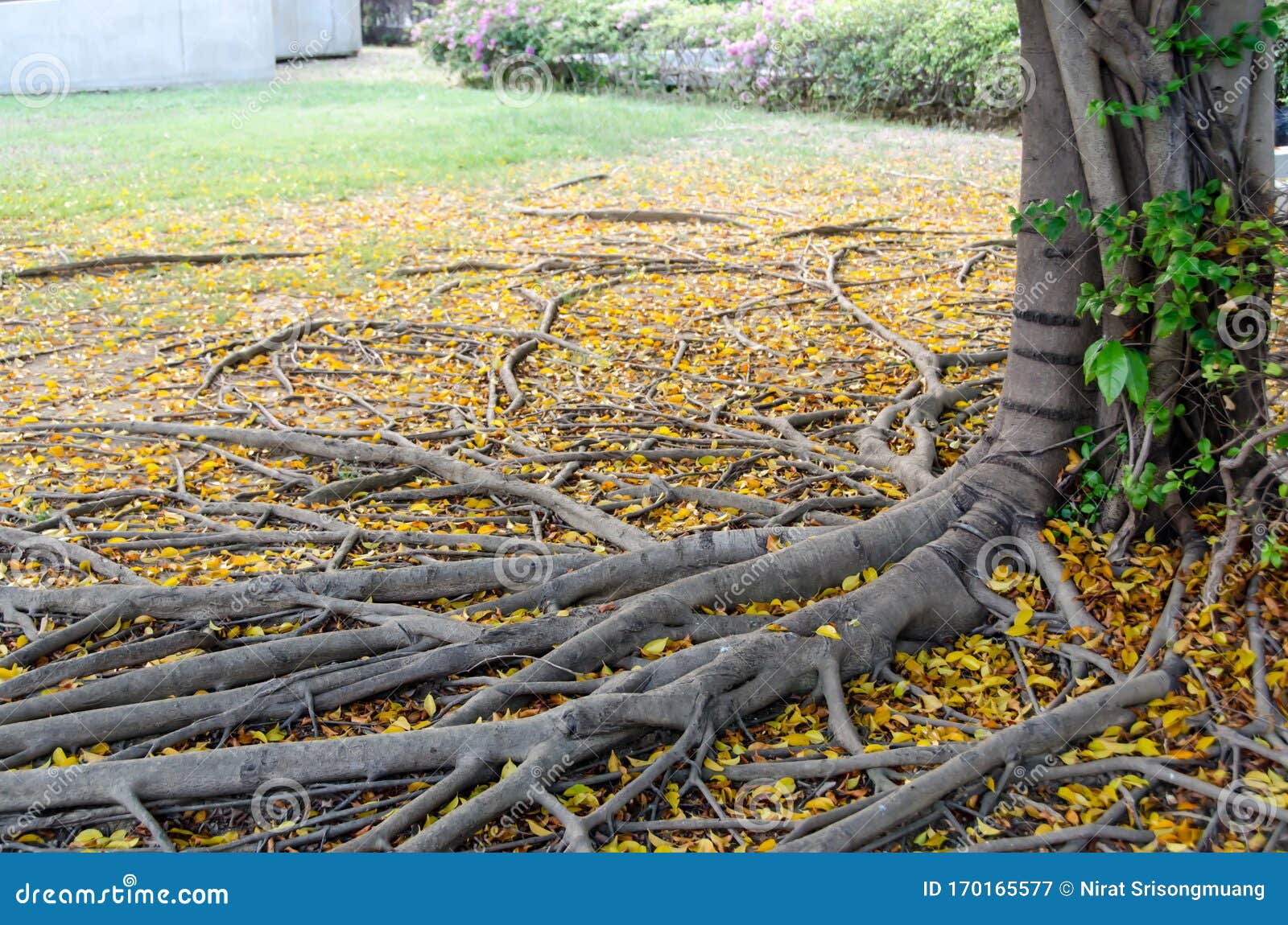 Big Tree Roots and Fallen Leaves in the Park Stock Image - Image of ...