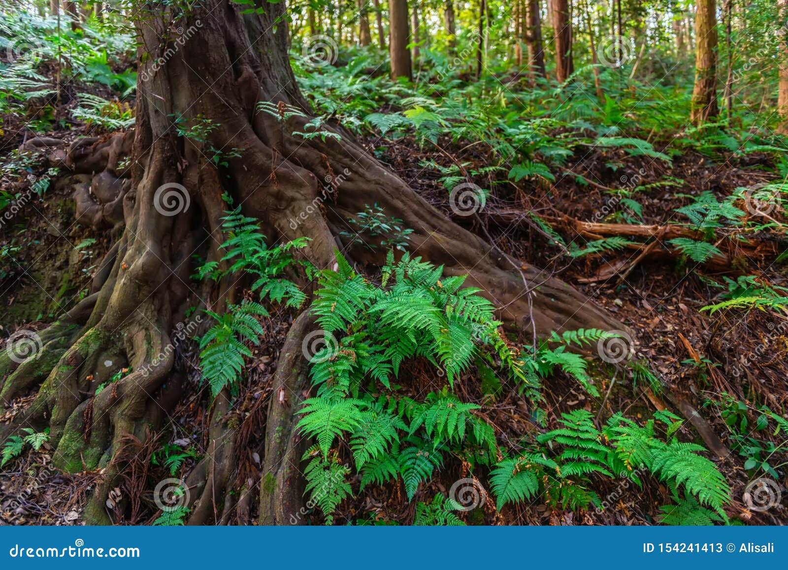 2,812 Big Fern Tree Stock Photos - Free & Royalty-Free Stock Photos ...