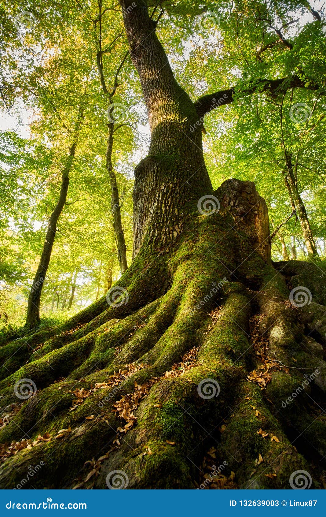 Roots in the forest stock image. Image of roots, deep - 132639003