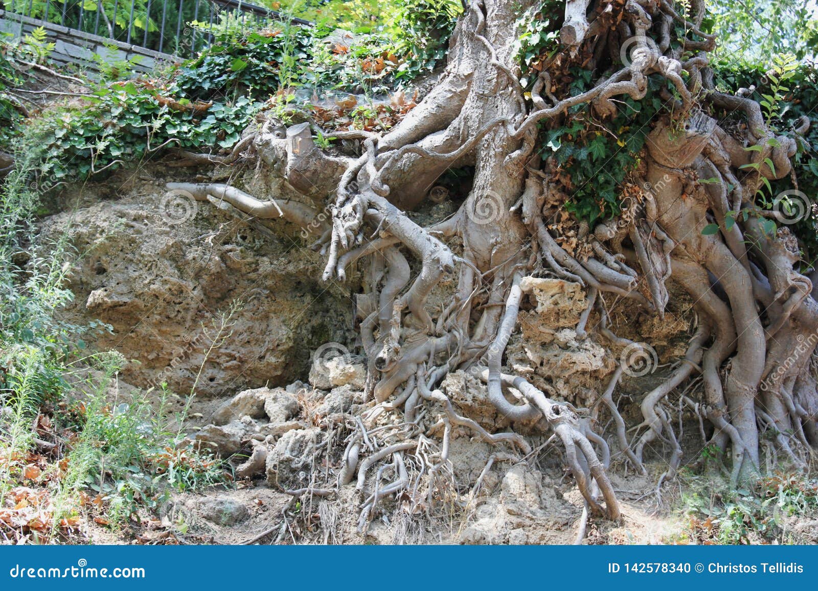 Big Tree Roots at the Forest Stock Photo - Image of leaf, roots: 142578340