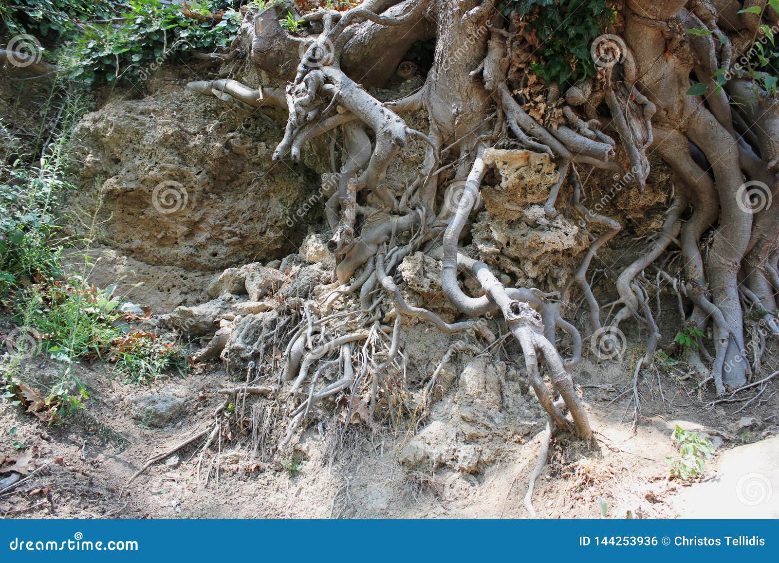 Big Tree Roots at the Forest Stock Photo - Image of deep, leaf: 144253936