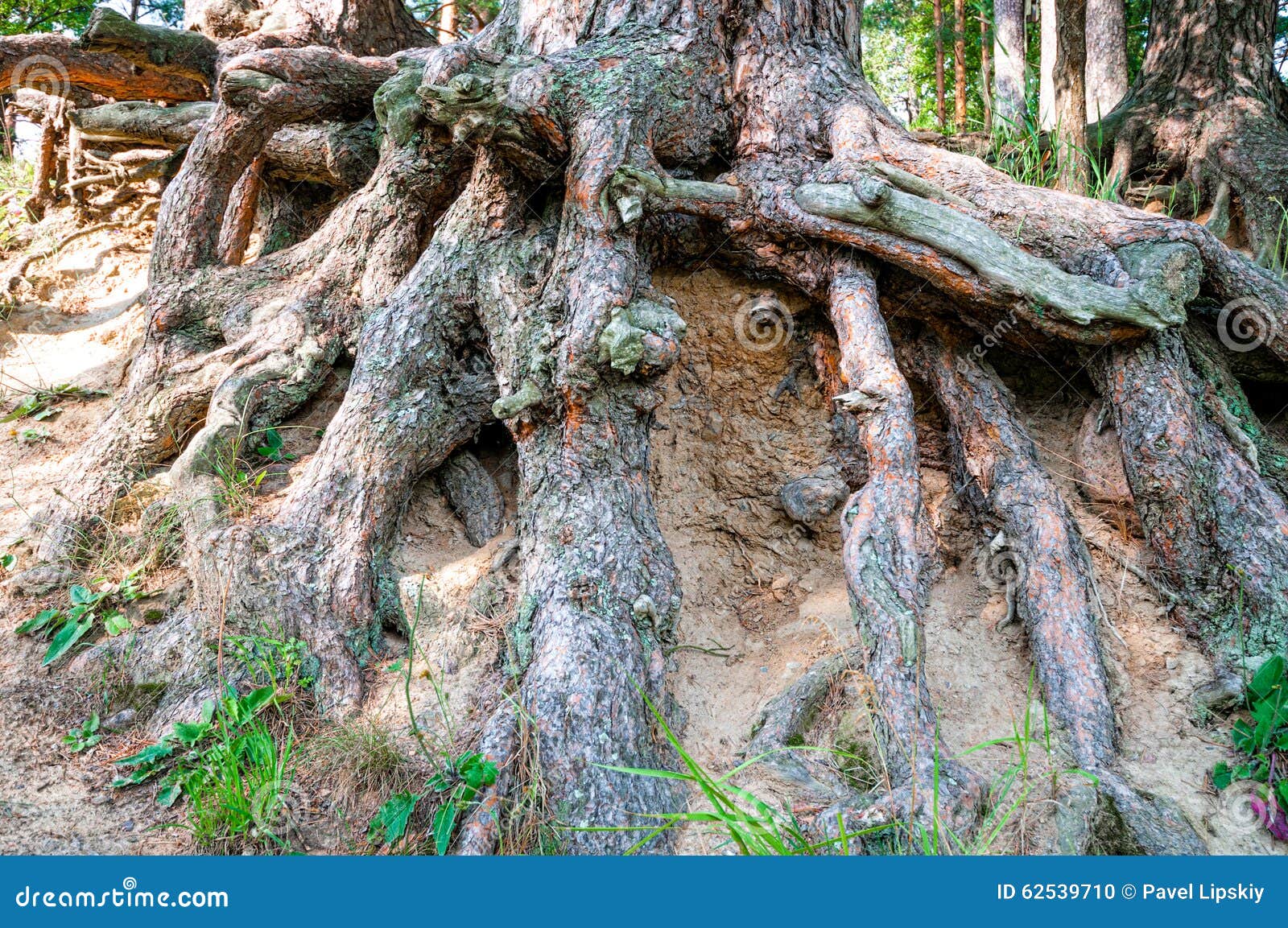 Big tree roots stock photo. Image of forest, growth, light - 62539710