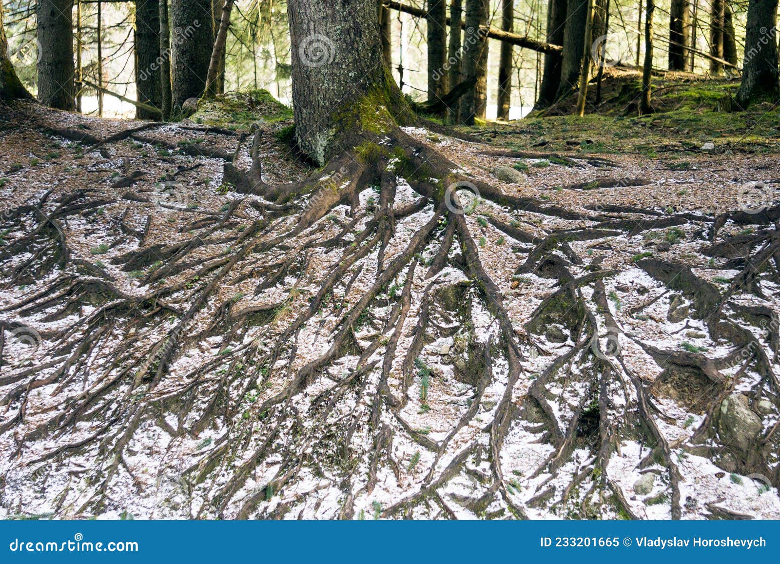 Big Tree Roots in the Forest. Nature Stock Image - Image of root ...