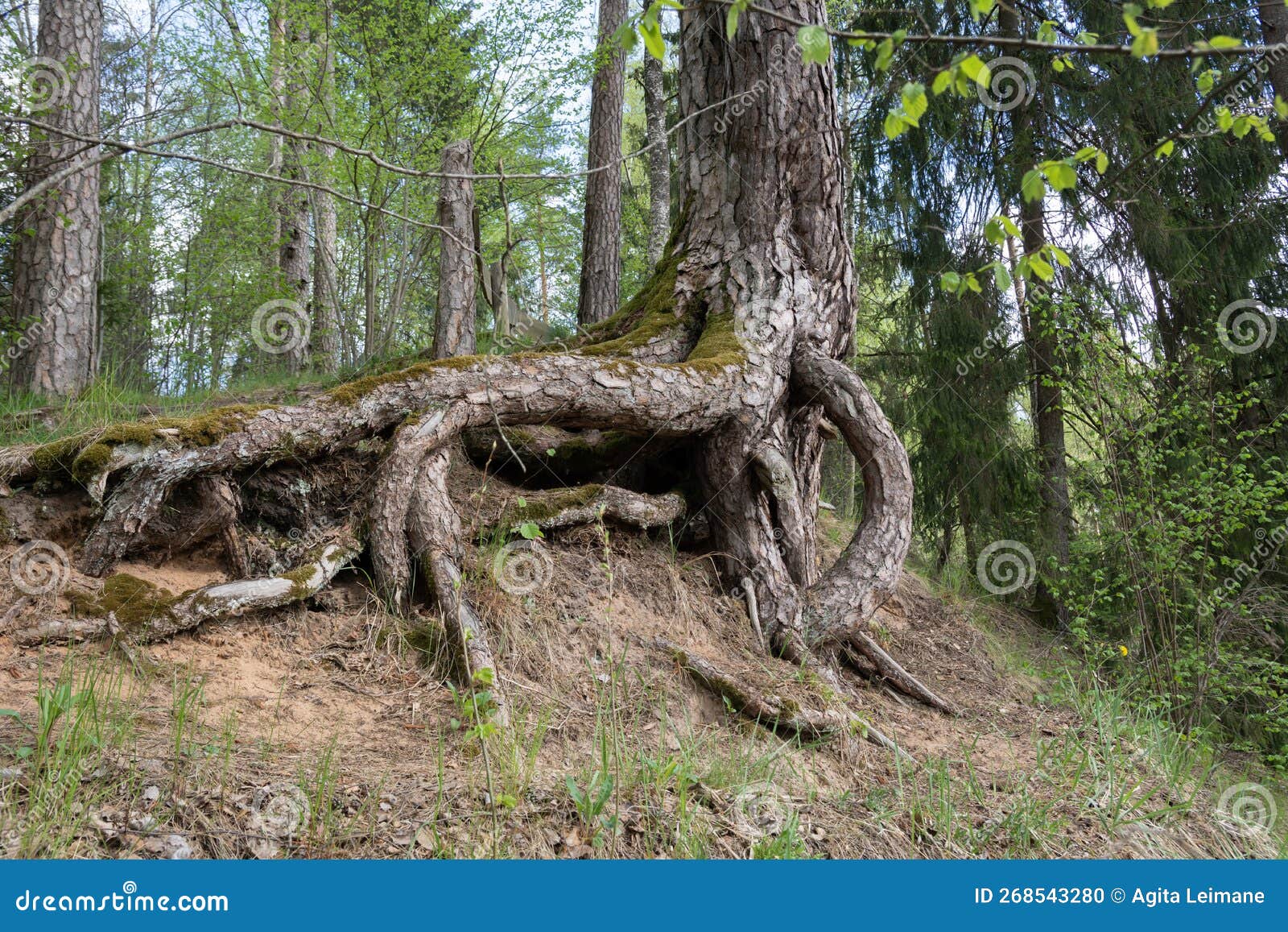 Big tree roots on forest . stock photo. Image of bark - 268543280