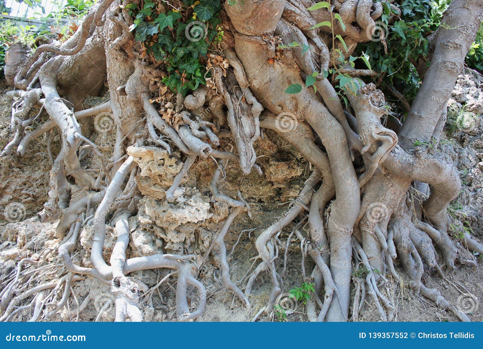 Big Tree Roots at the Forest Stock Photo - Image of leaves, roots ...