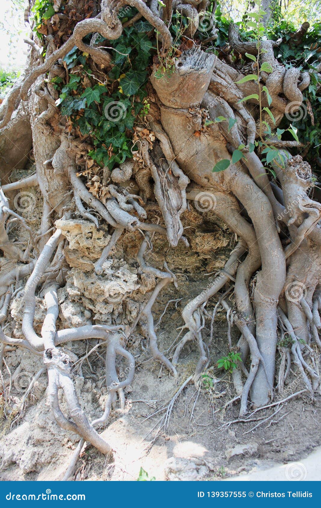 Big Tree Roots at the Forest Stock Image - Image of tree, forest: 139357555