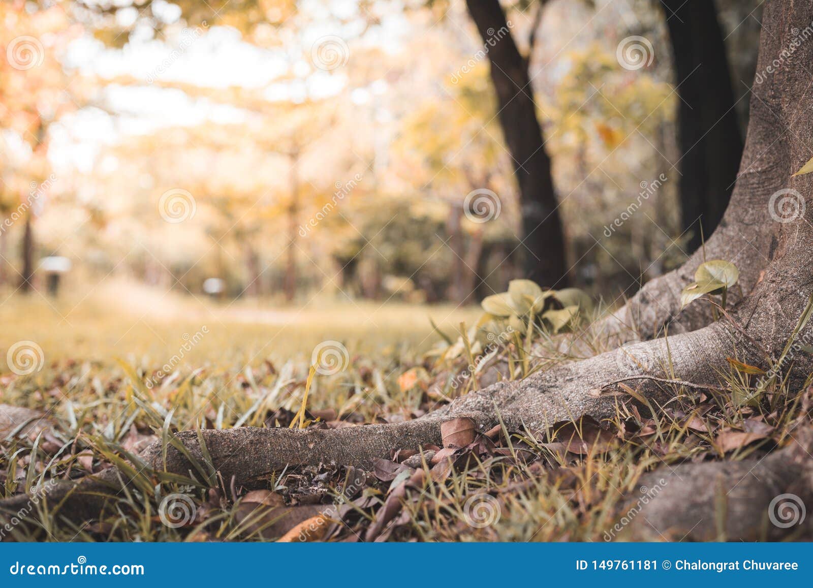 Big Tree Roots on the Grass and Beautiful Natural Background Stock ...