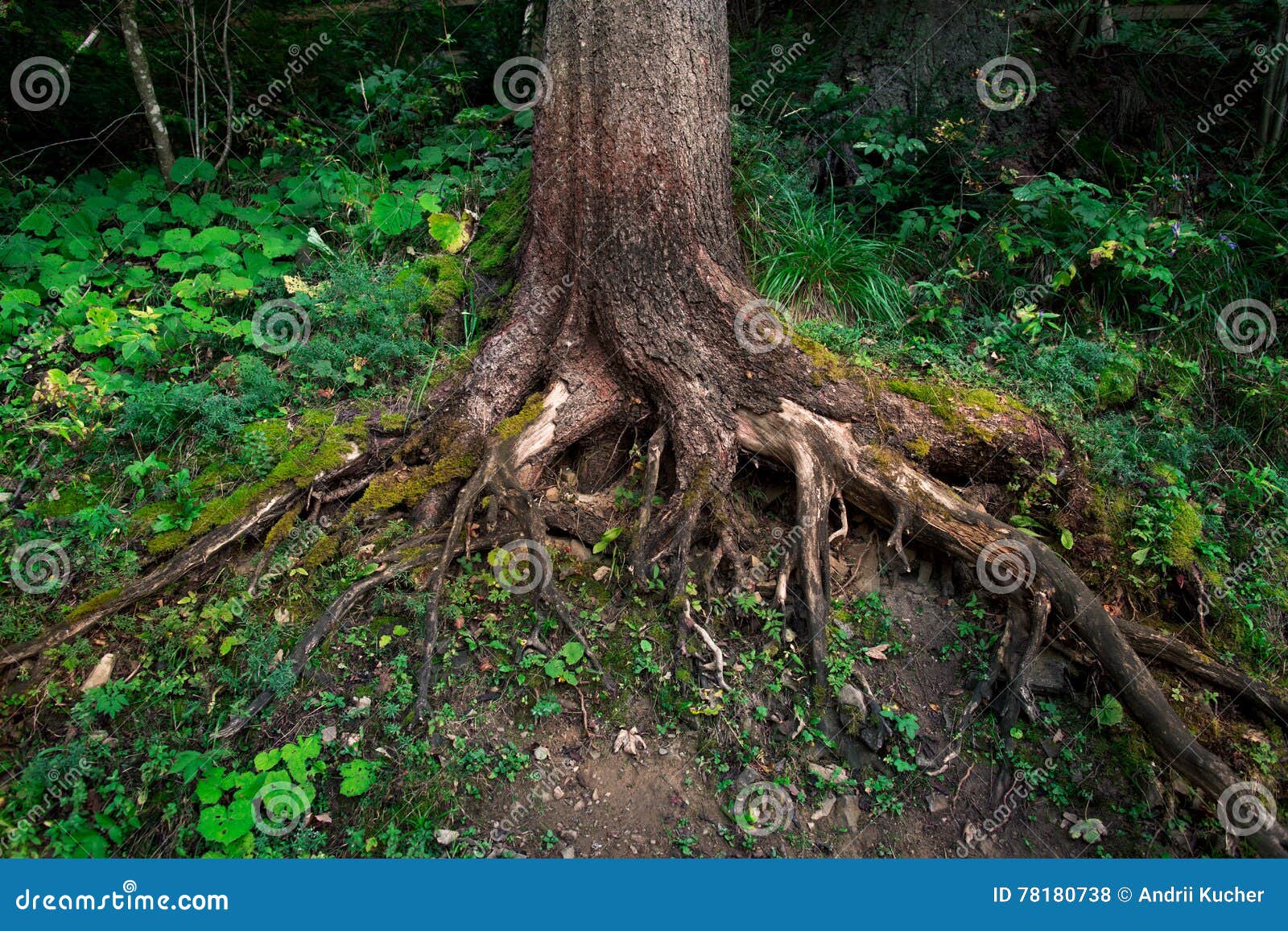 Big Tree Roots in the Green Forest Stock Photo - Image of moss, ground ...