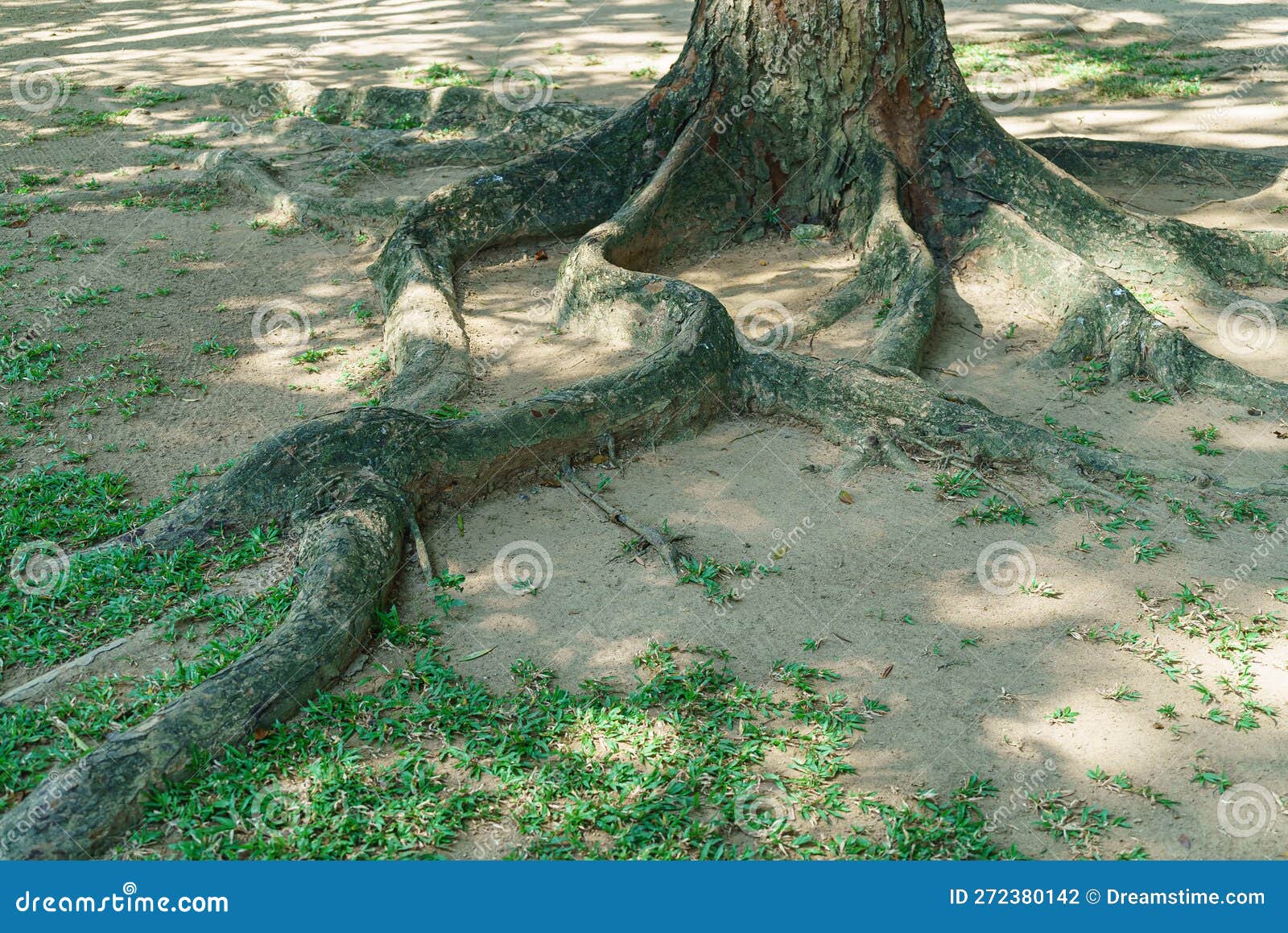 Big Tree Roots on the Ground Stock Photo - Image of wood, large: 272380142