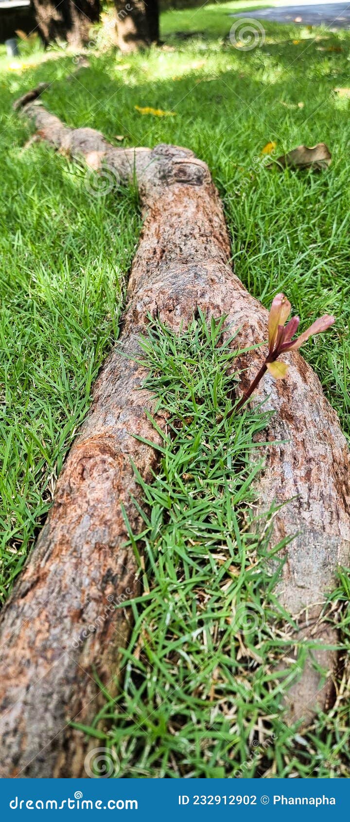 Big Tree Roots on the Ground Floor. Stock Photo - Image of ground ...
