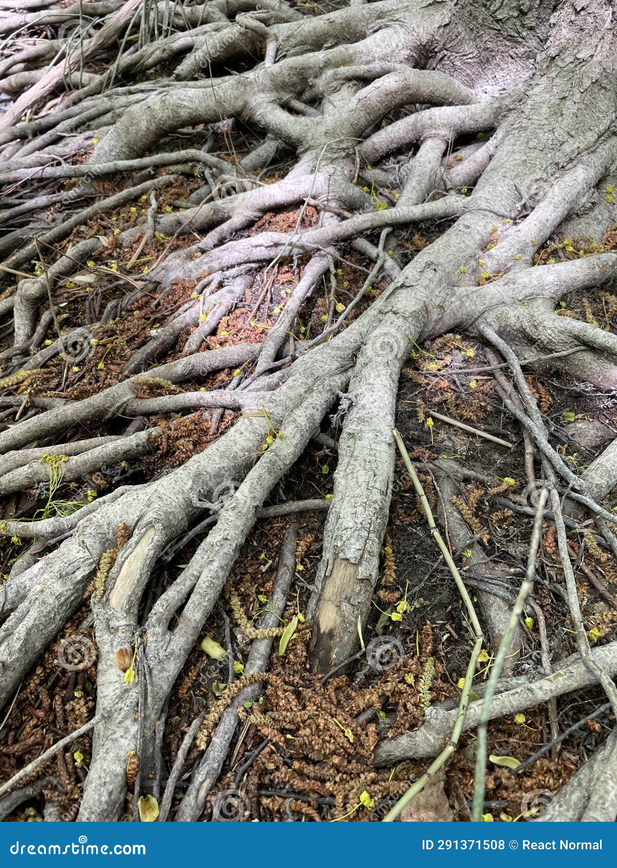 Tree Roots in the Spring Forest Stock Photo - Image of sprung, winter ...