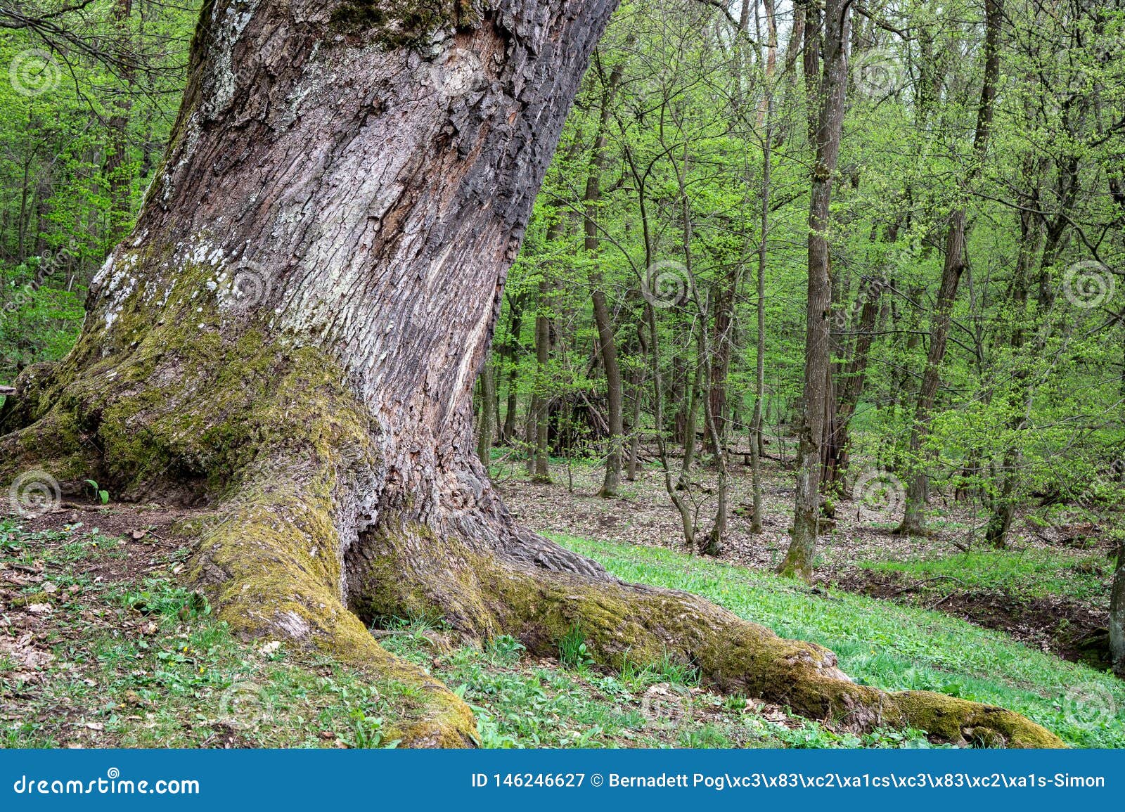 Big Tree with Roots in an Hungarian Forest Stock Image - Image of moss ...
